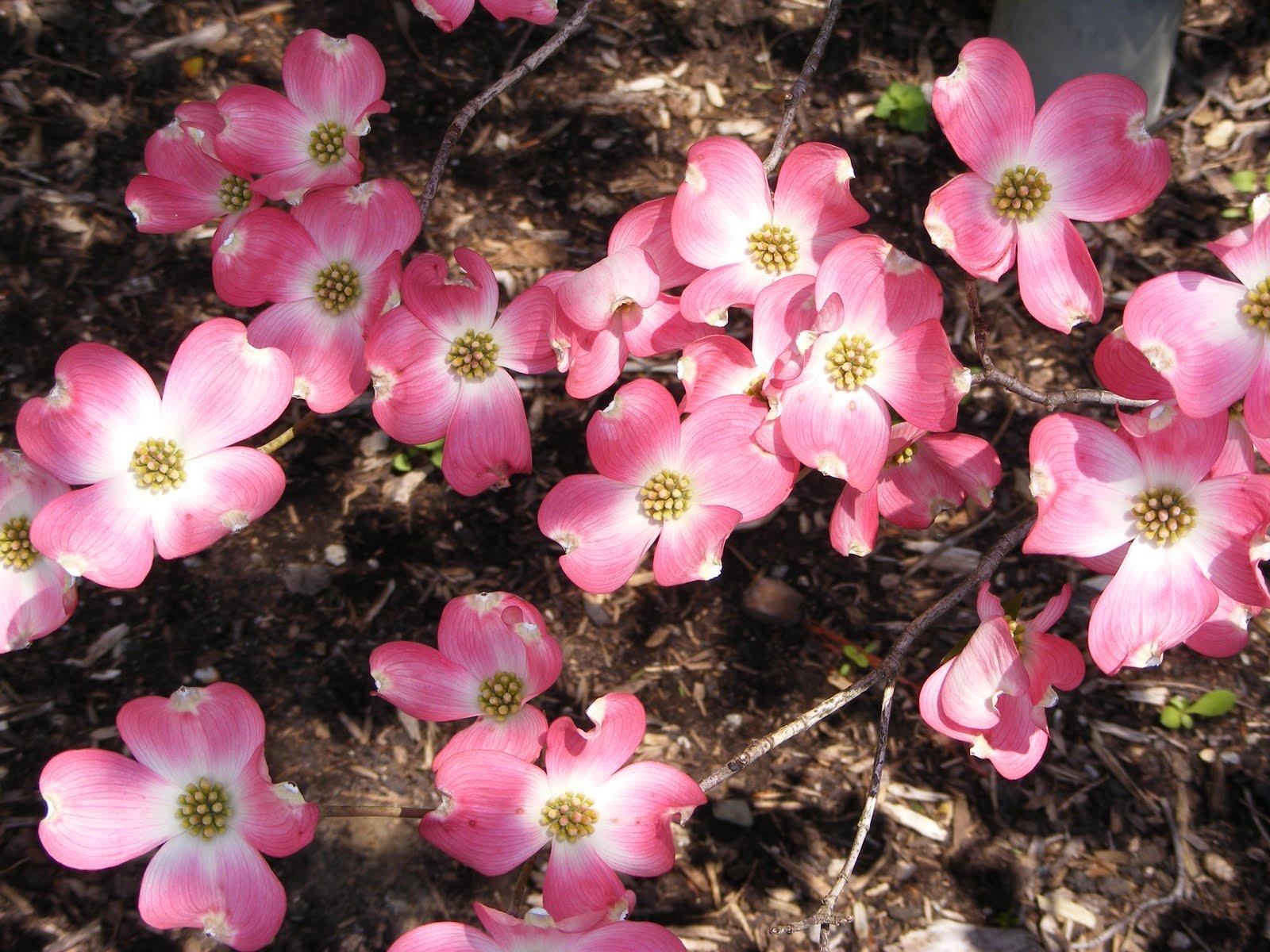 Dogwood Flower Wallpapers - Top Free Dogwood Flower Backgrounds ...
