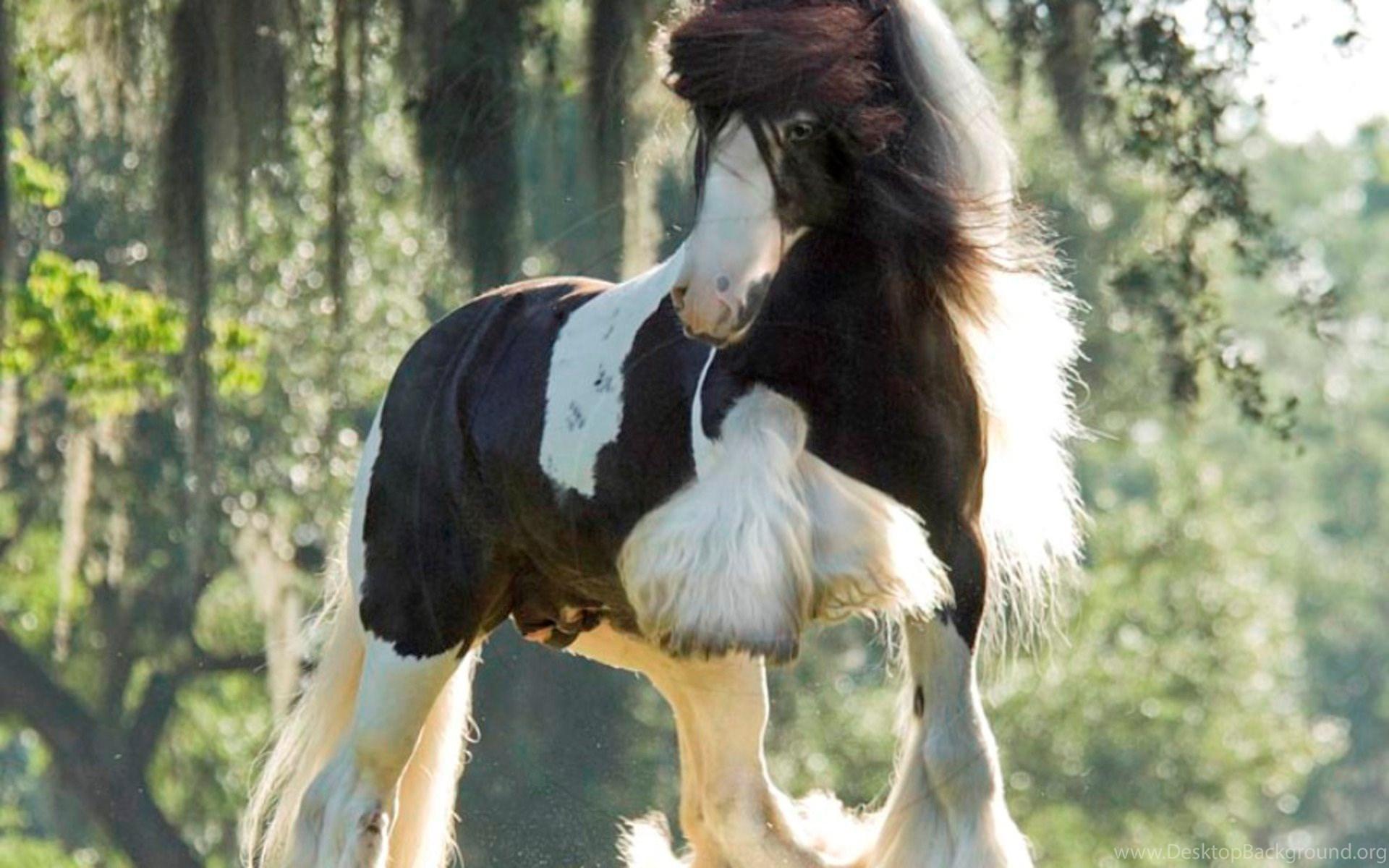 Gypsy Vanner Horse Wallpapers - Top Free Gypsy Vanner Horse Backgrounds ...