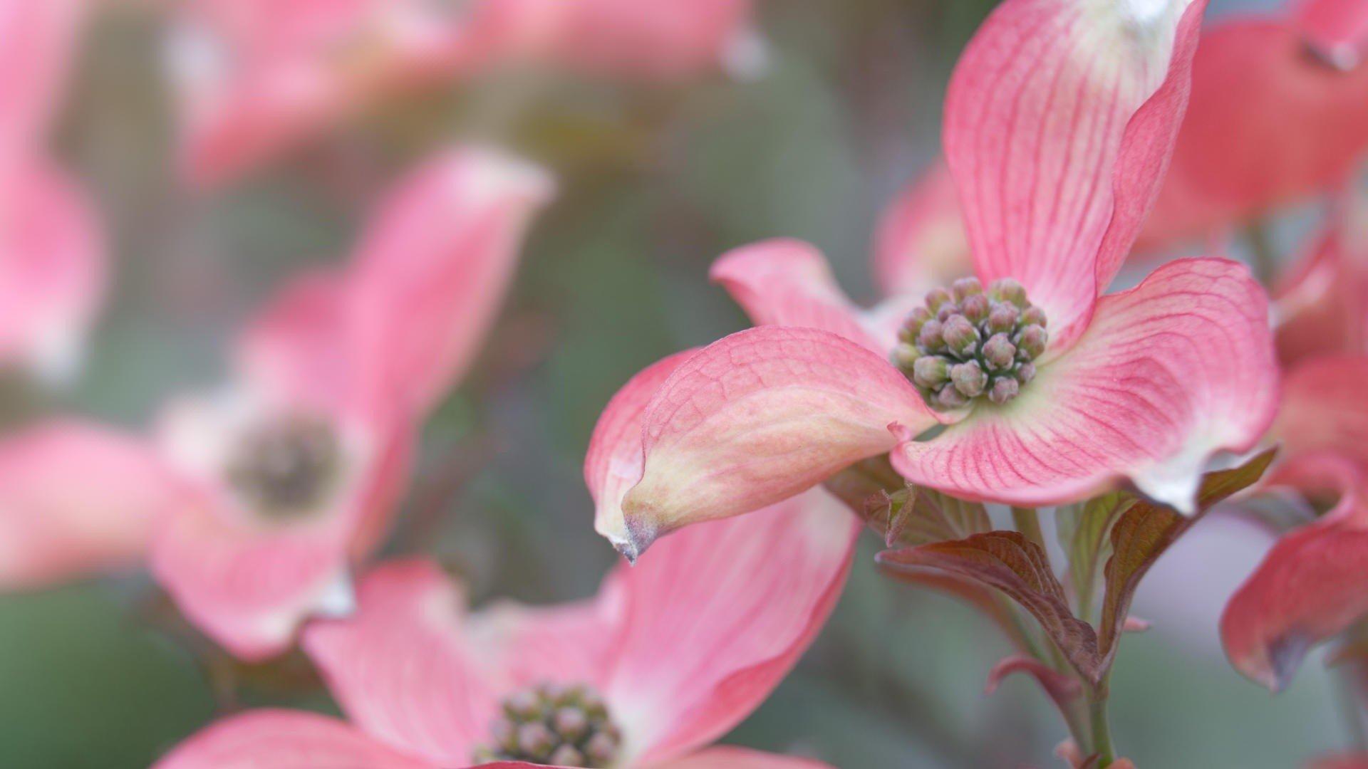 Dogwood Flower Wallpapers - Top Free Dogwood Flower Backgrounds ...