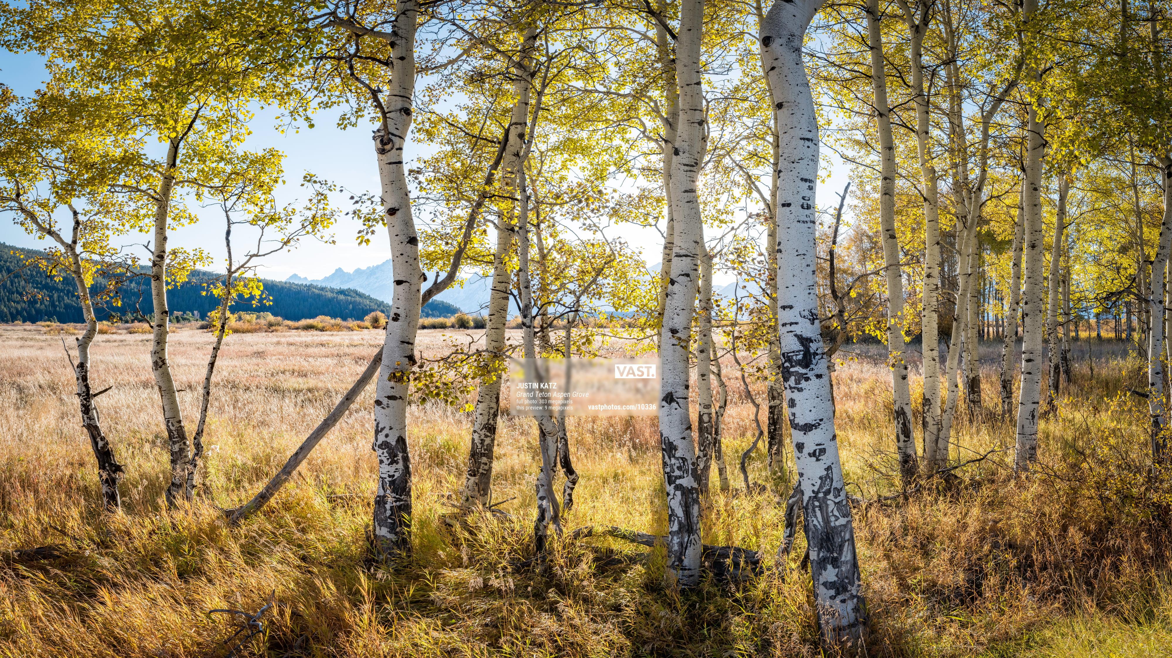 Aspen Trees Wallpapers - Top Free Aspen Trees Backgrounds - WallpaperAccess