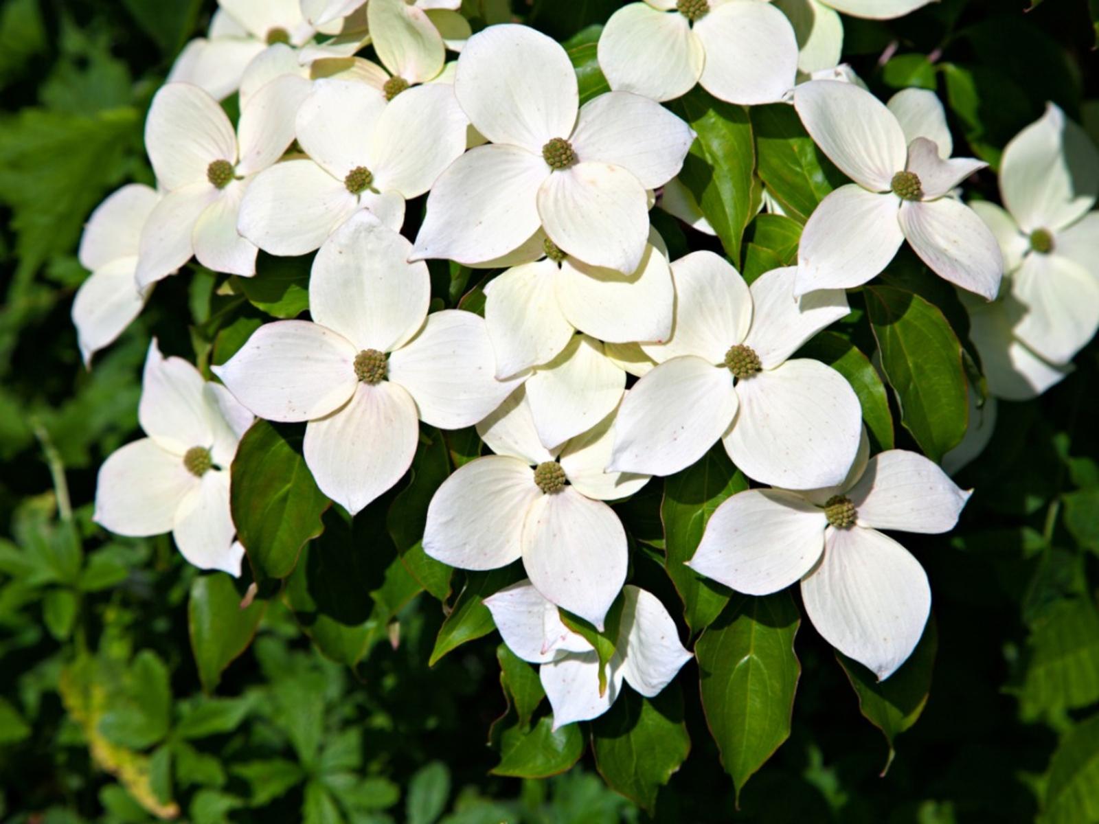 Dogwood Flower Wallpapers - Top Free Dogwood Flower Backgrounds - WallpaperAccess