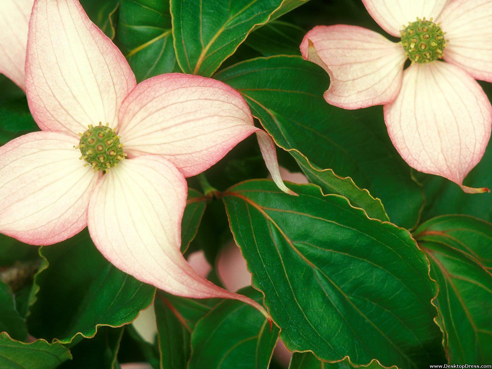 Dogwood Flower Wallpapers - Top Free Dogwood Flower Backgrounds ...