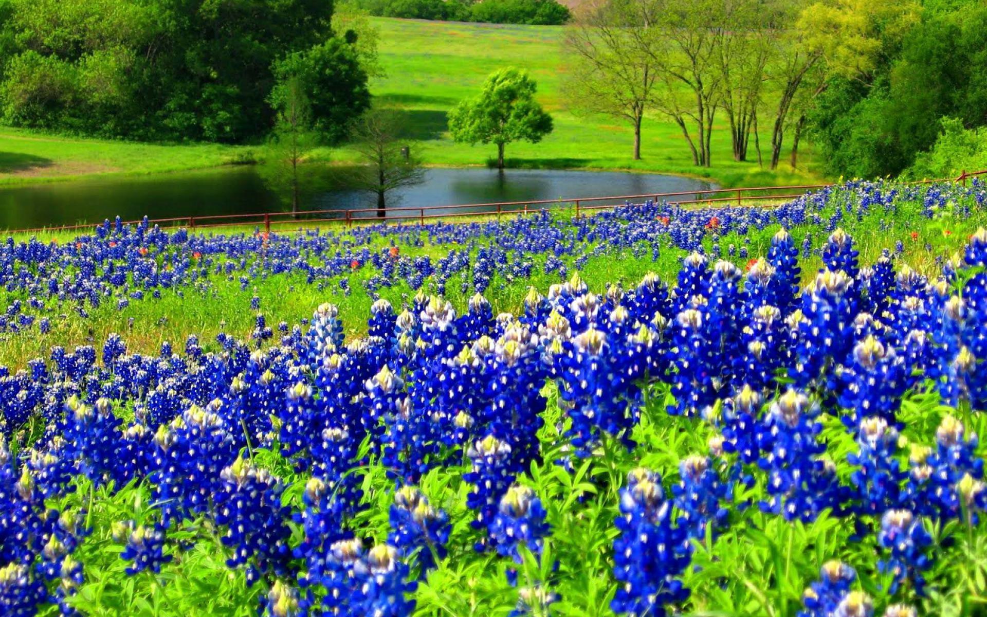 Bluebonnet Wallpapers - Top Free Bluebonnet Backgrounds - WallpaperAccess