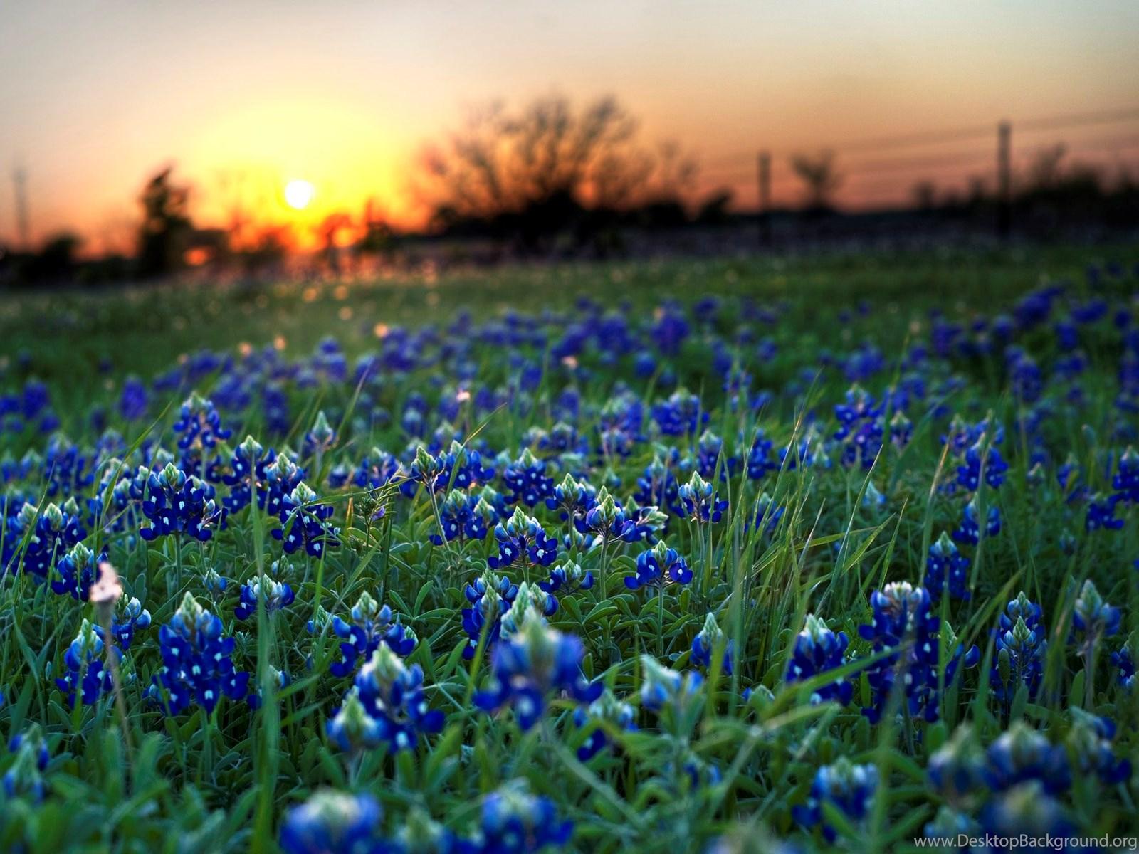 Bluebonnet Wallpapers - Top Free Bluebonnet Backgrounds - WallpaperAccess