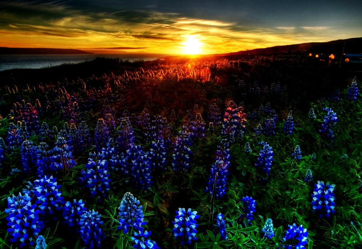 Bluebonnet Wallpapers - Top Free Bluebonnet Backgrounds - WallpaperAccess