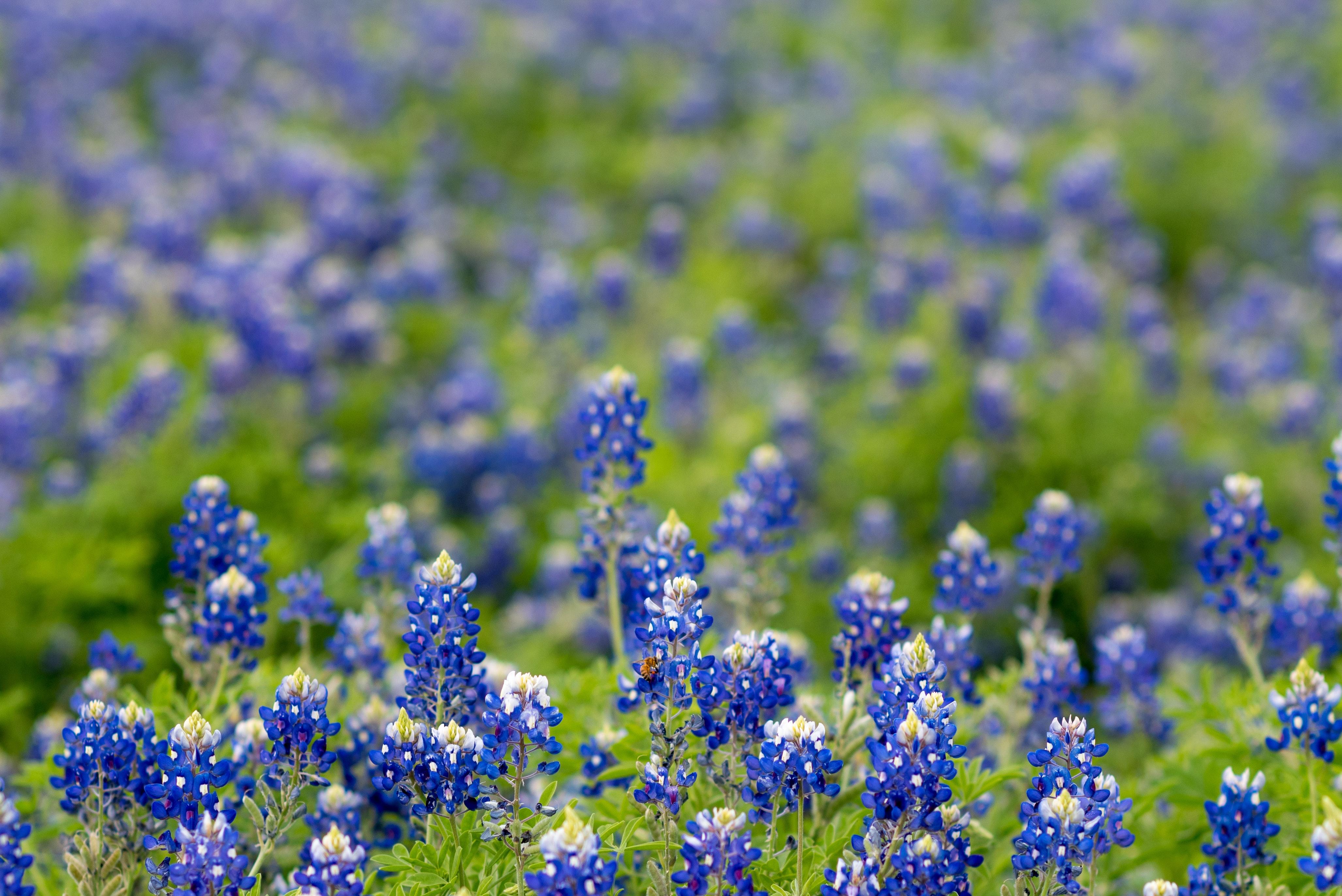 Bluebonnet Wallpapers - Top Free Bluebonnet Backgrounds - WallpaperAccess