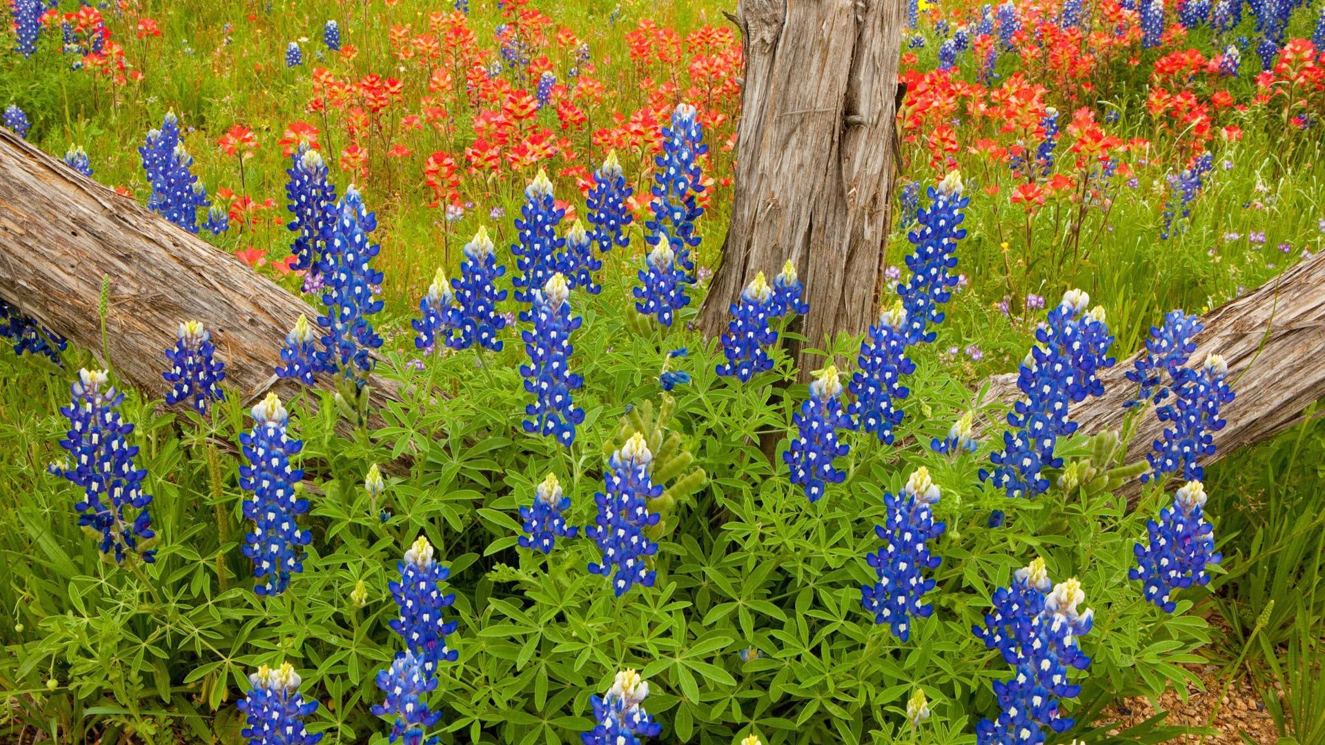 Bluebonnet Wallpapers - Top Free Bluebonnet Backgrounds - WallpaperAccess