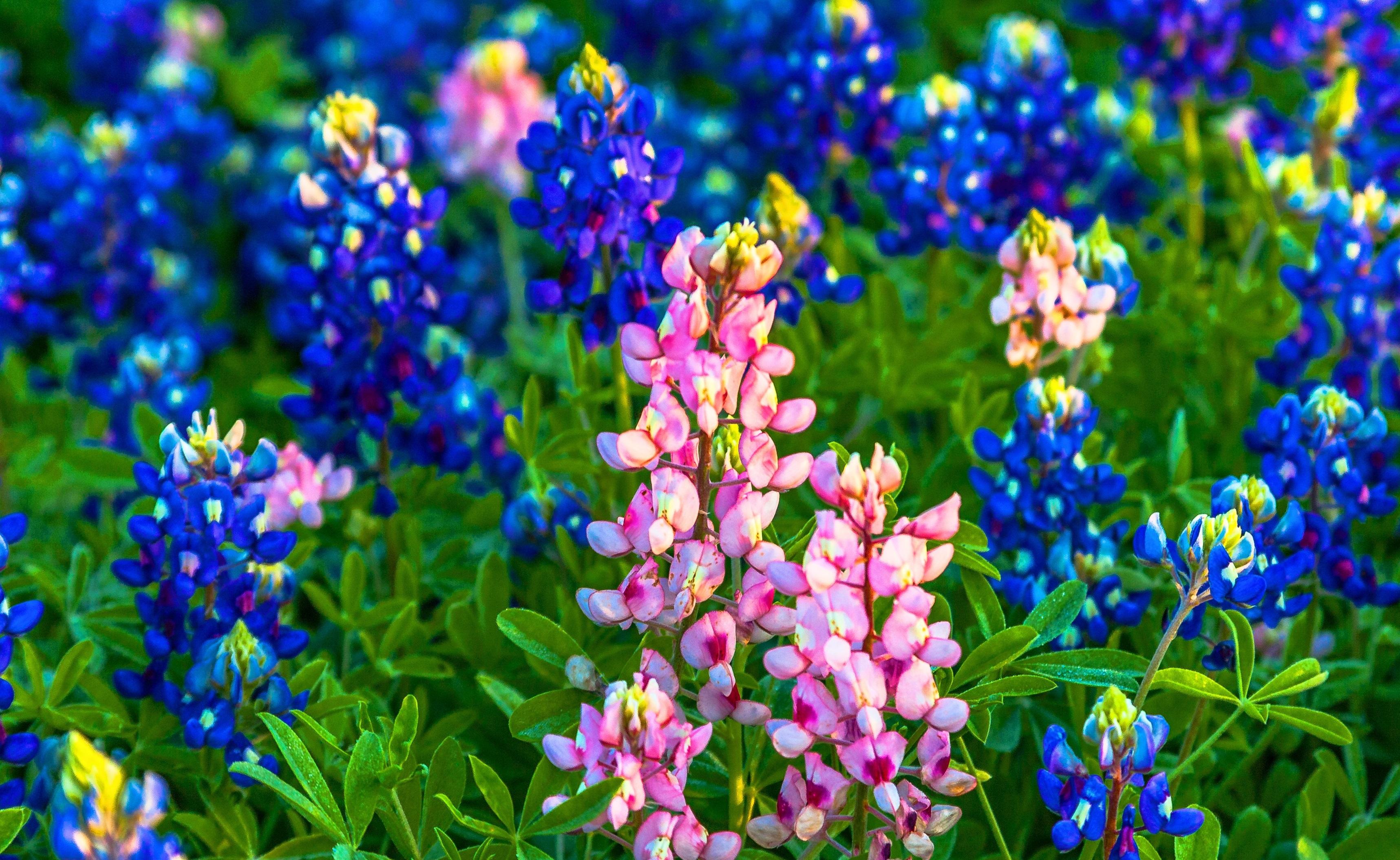 Bluebonnet Wallpapers - Top Free Bluebonnet Backgrounds - WallpaperAccess