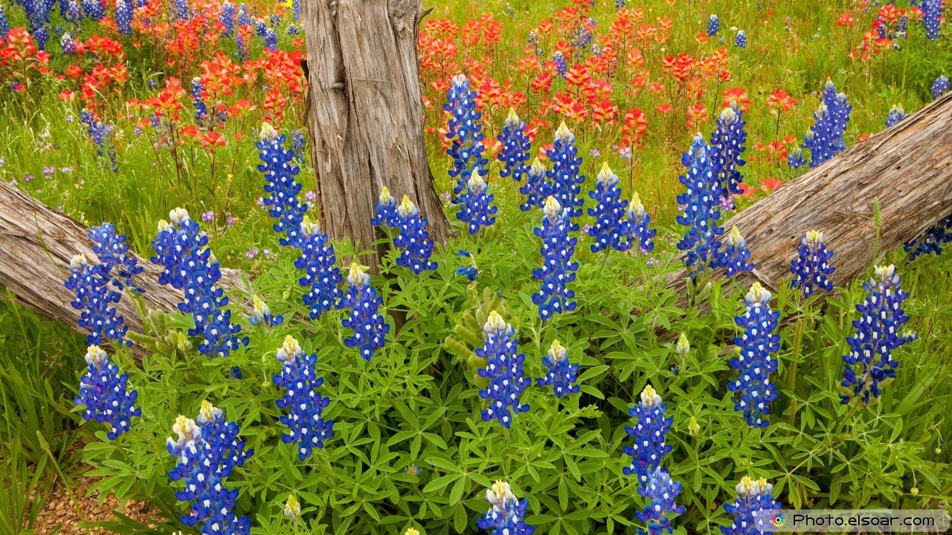 Bluebonnet Wallpapers - Top Free Bluebonnet Backgrounds - WallpaperAccess