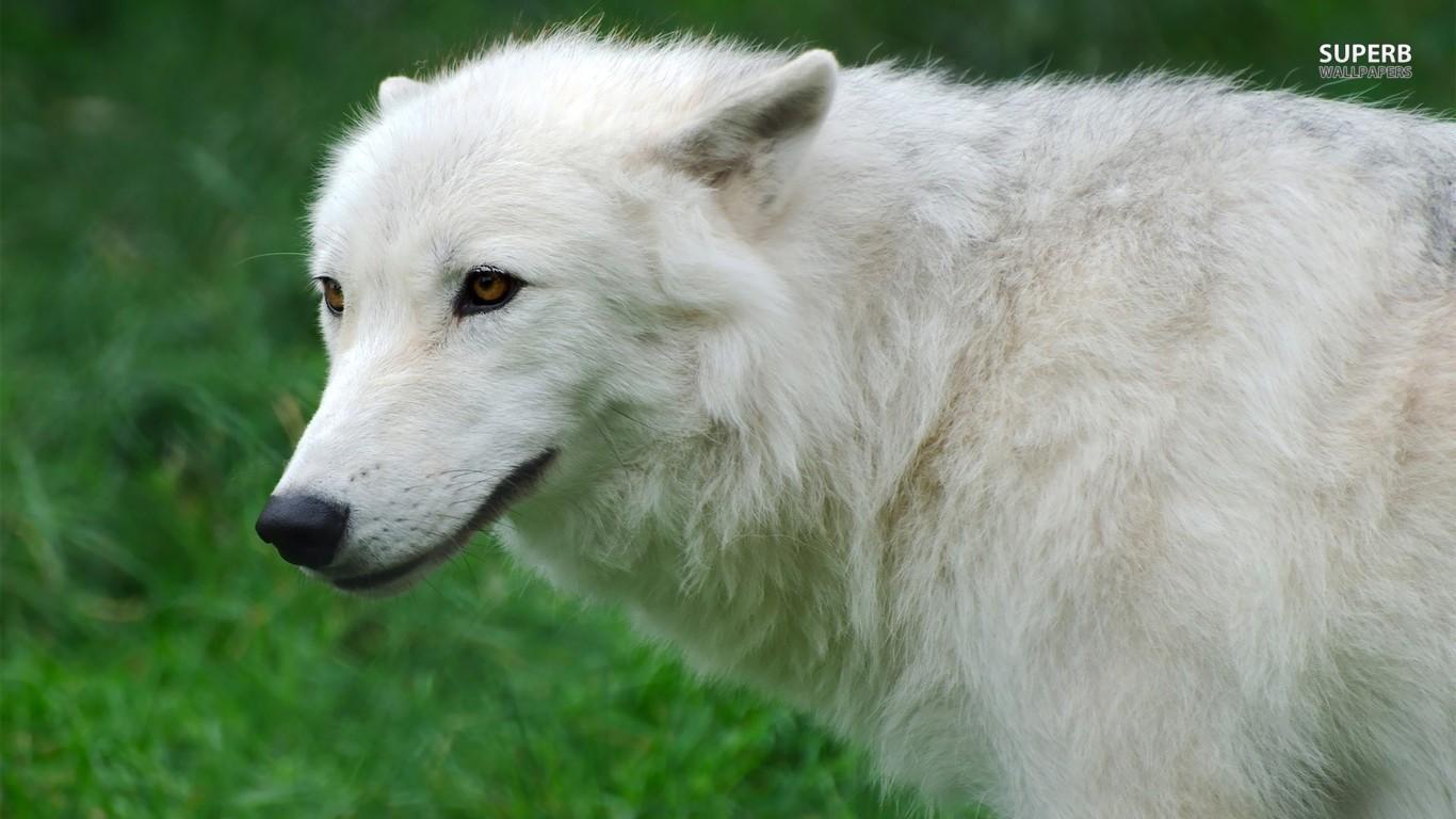 Flying Wolf Wallpapers - Top Free Flying Wolf Backgrounds - WallpaperAccess