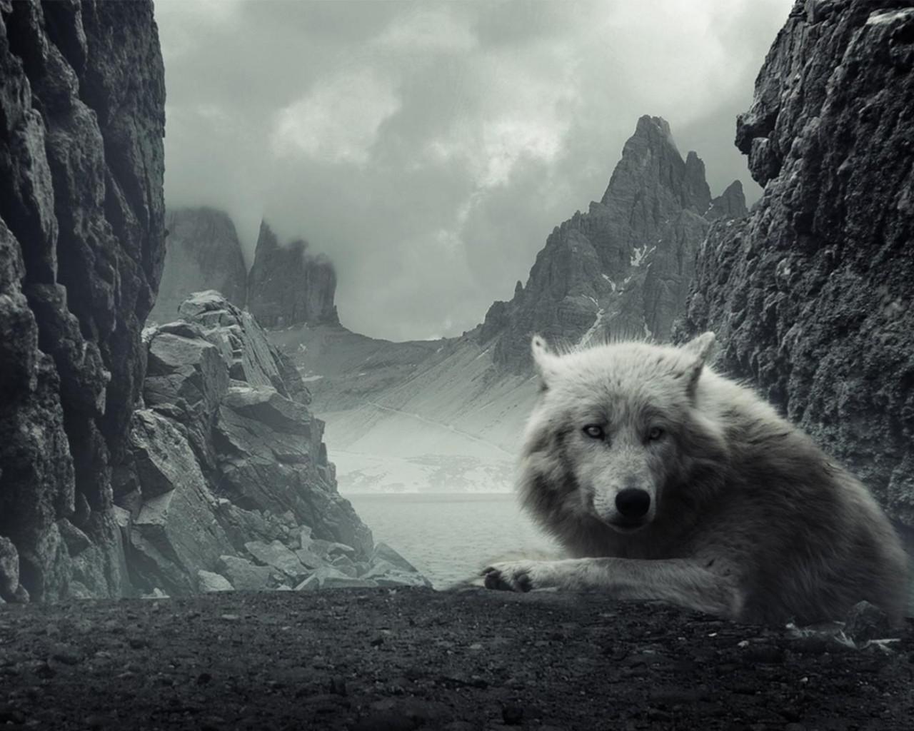 Flying Wolf Wallpapers - Top Free Flying Wolf Backgrounds - WallpaperAccess