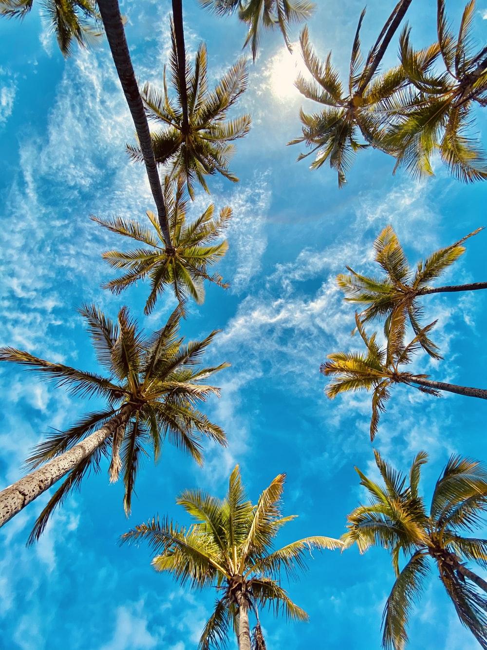 Tropical Phone Wallpapers - Top Free Tropical Phone Backgrounds ...