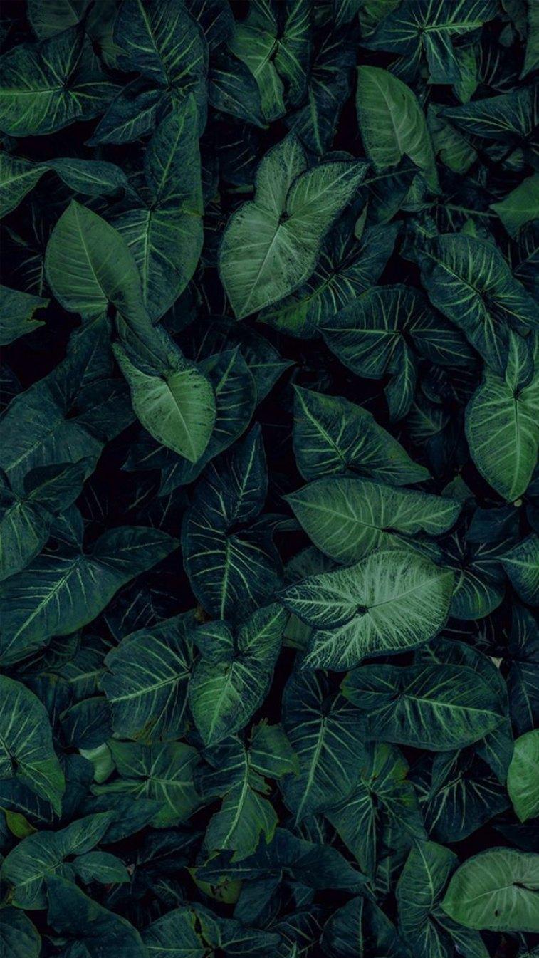 Leaf iPhone Wallpapers - Top Free Leaf iPhone Backgrounds - WallpaperAccess