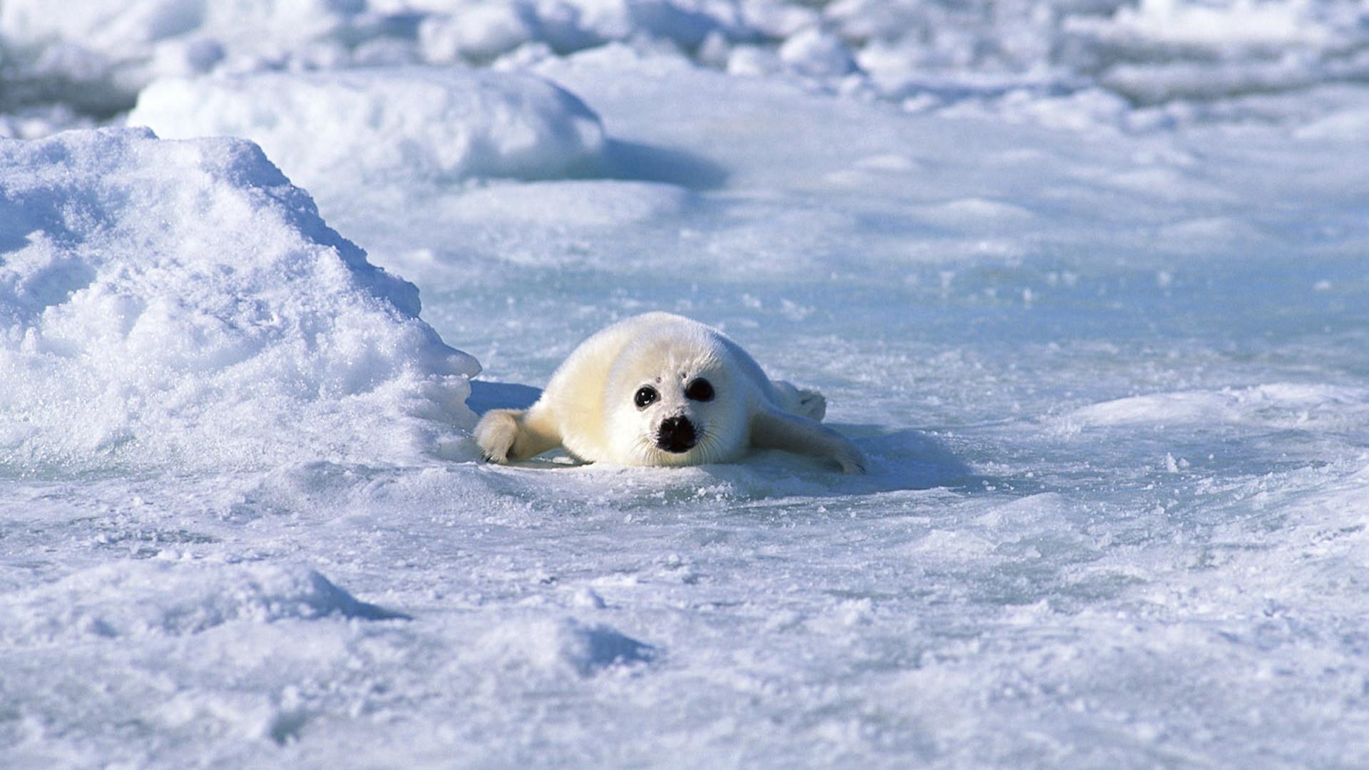 Baby Harp Seal Wallpapers - Top Free Baby Harp Seal Backgrounds - WallpaperAccess