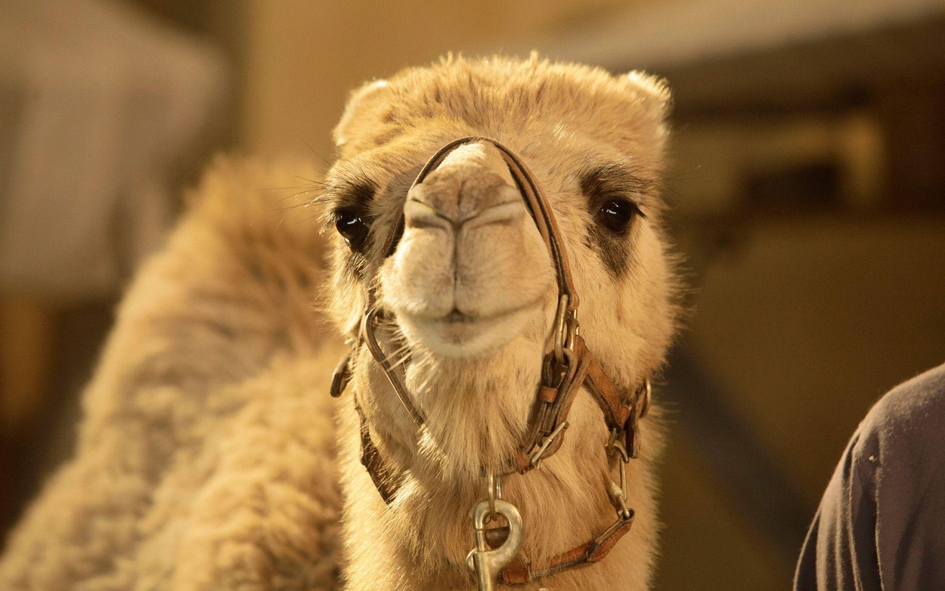 Cute Camel Wallpapers - Top Free Cute Camel Backgrounds - WallpaperAccess