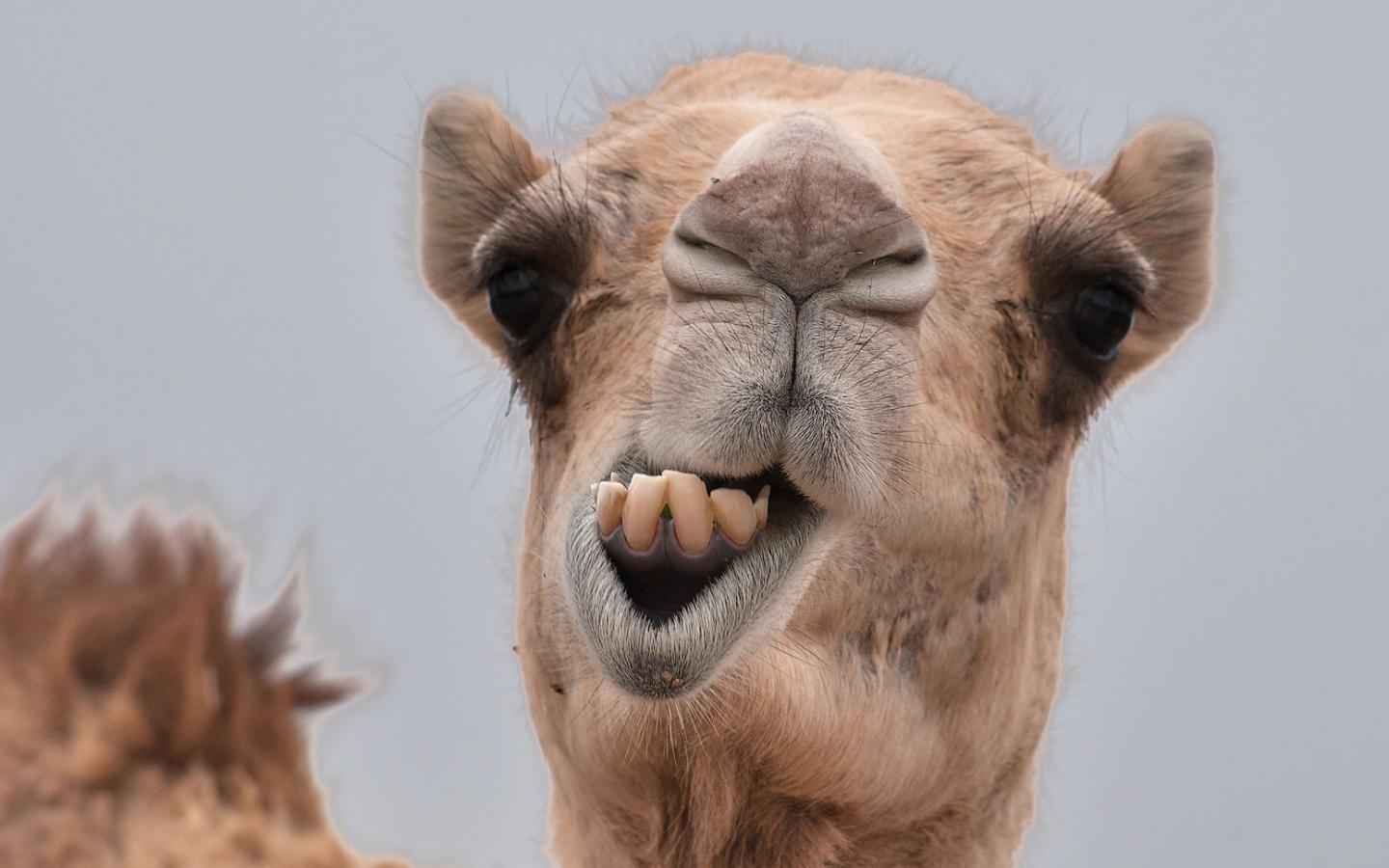 Cute Camel Wallpapers - Top Free Cute Camel Backgrounds - WallpaperAccess