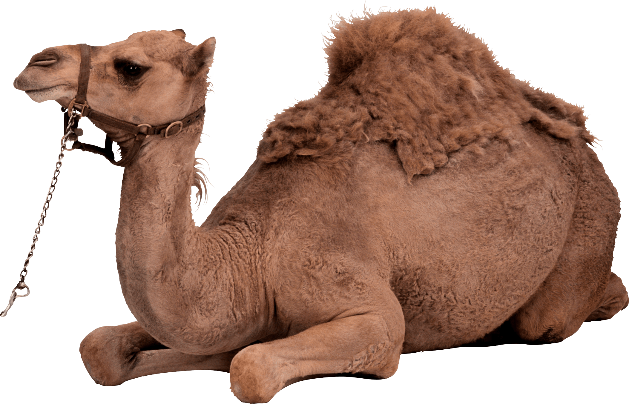 Cute Camel Wallpapers - Top Free Cute Camel Backgrounds - WallpaperAccess