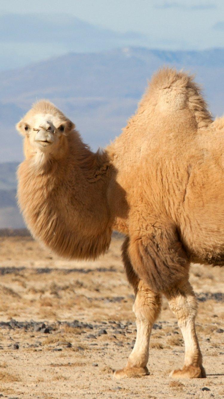 Cute Camel Wallpapers - Top Free Cute Camel Backgrounds - WallpaperAccess