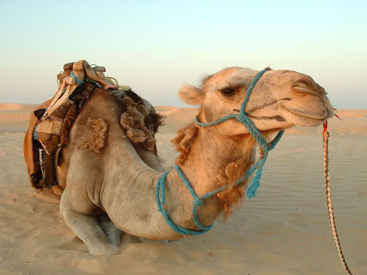 Cute Camel Wallpapers - Top Free Cute Camel Backgrounds - WallpaperAccess