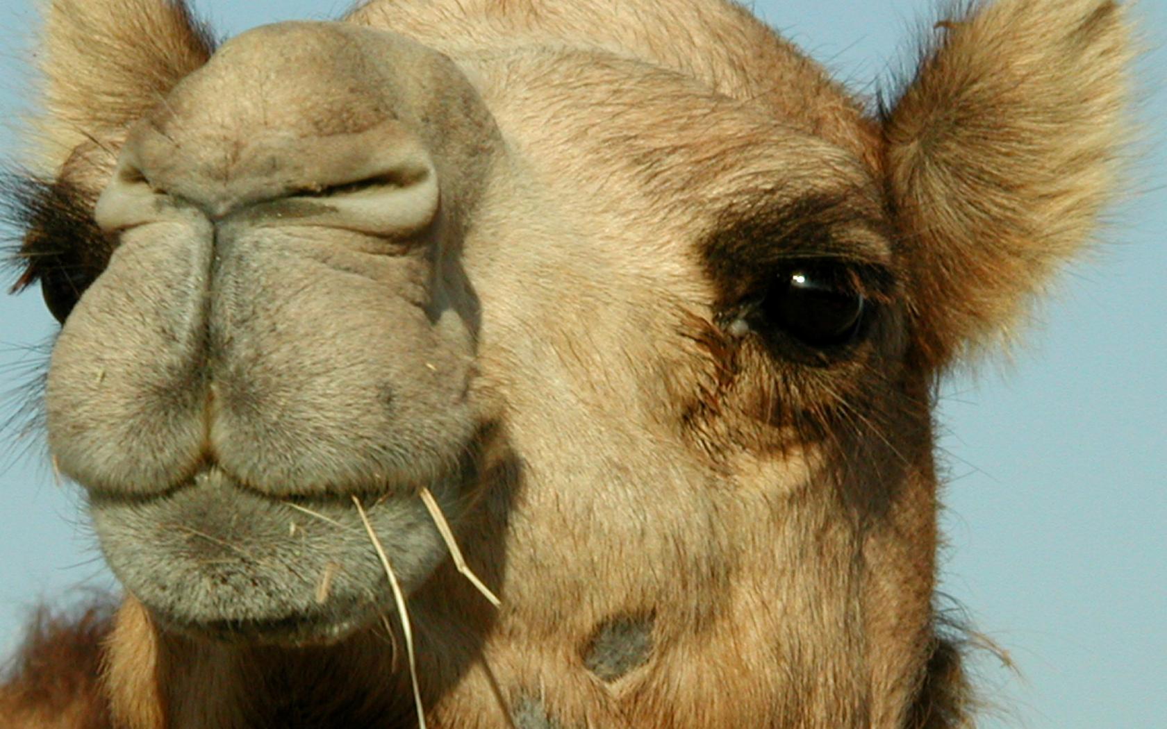 Cute Camel Wallpapers - Top Free Cute Camel Backgrounds - WallpaperAccess