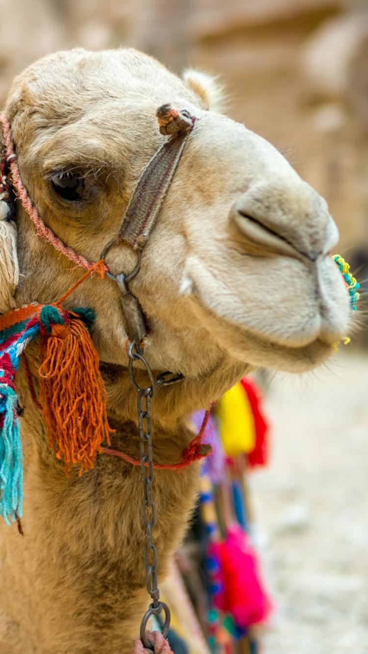 Cute Camel Wallpapers - Top Free Cute Camel Backgrounds - WallpaperAccess