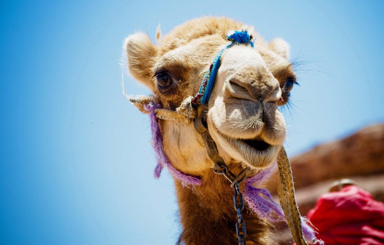 Cute Camel Wallpapers - Top Free Cute Camel Backgrounds - WallpaperAccess