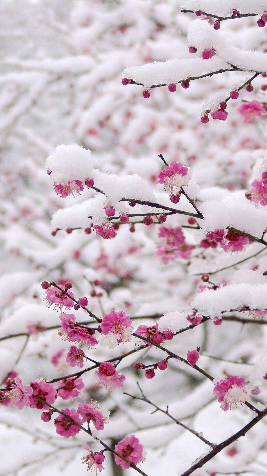 February Winter Wallpapers - Top Free February Winter Backgrounds ...