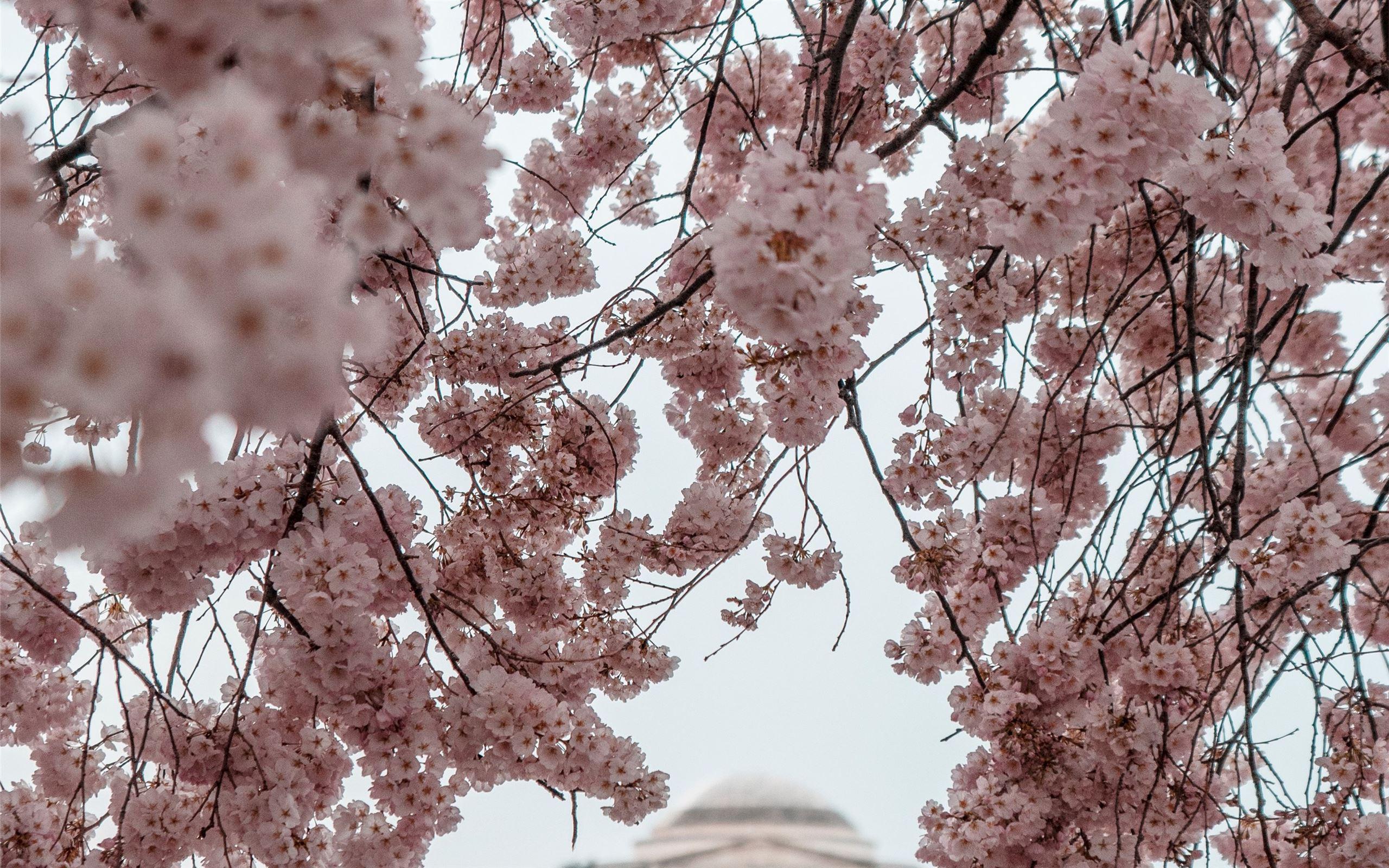 DC Spring Desktop Wallpapers - Top Free DC Spring Desktop Backgrounds ...