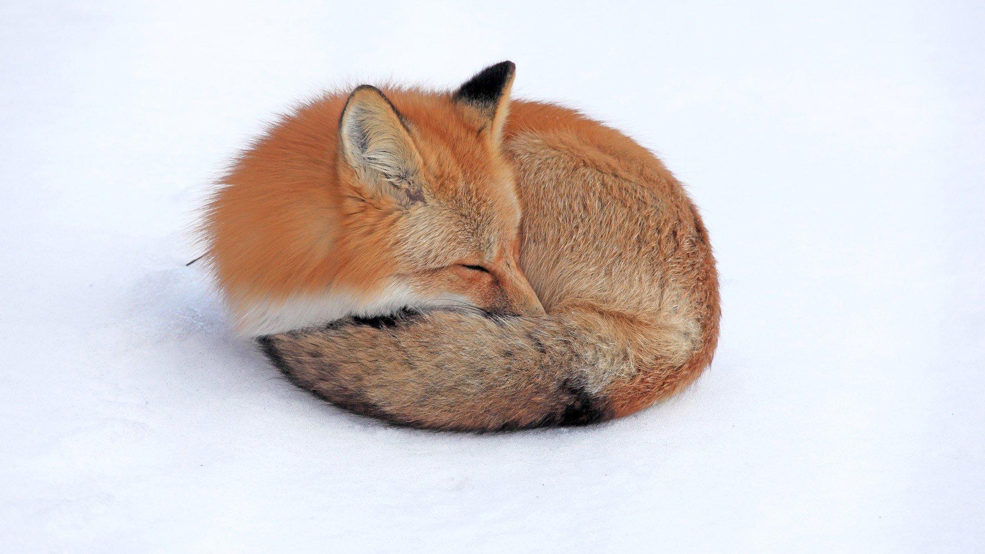 Sleeping Fox Wallpapers - Top Free Sleeping Fox Backgrounds ...