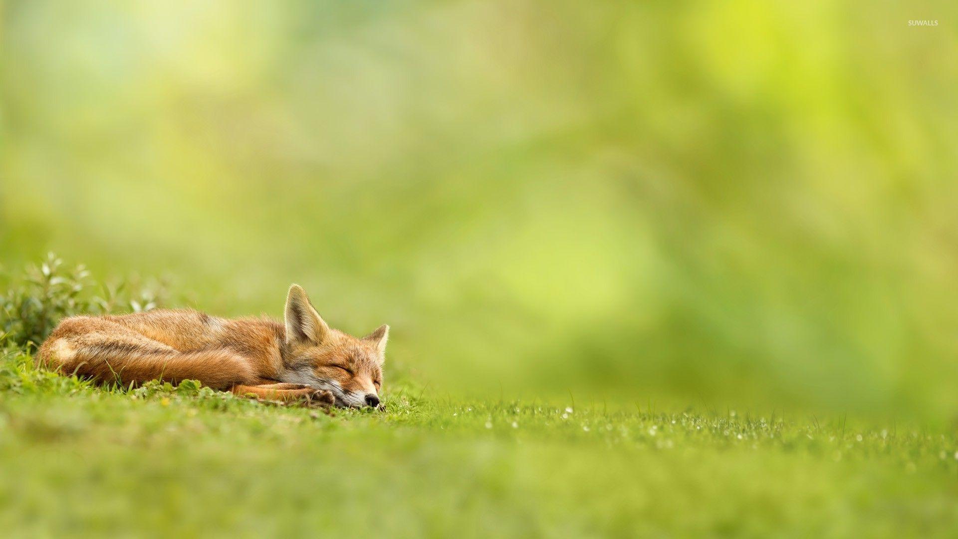 Sleeping Fox Wallpapers - Top Free Sleeping Fox Backgrounds ...