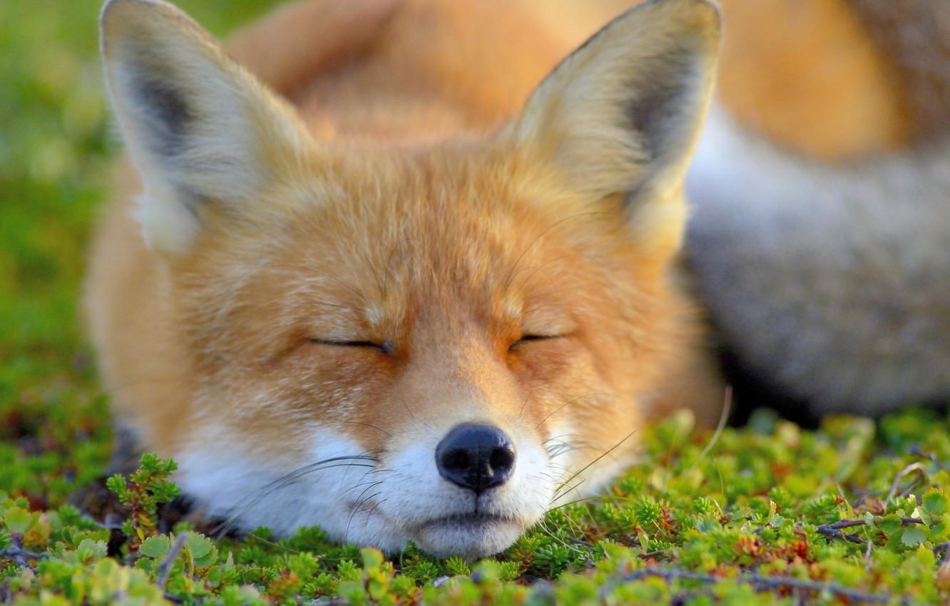 Sleeping Fox Wallpapers - Top Free Sleeping Fox Backgrounds ...