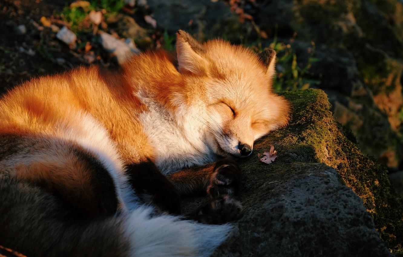 Sleeping Fox Wallpapers - Top Free Sleeping Fox Backgrounds ...