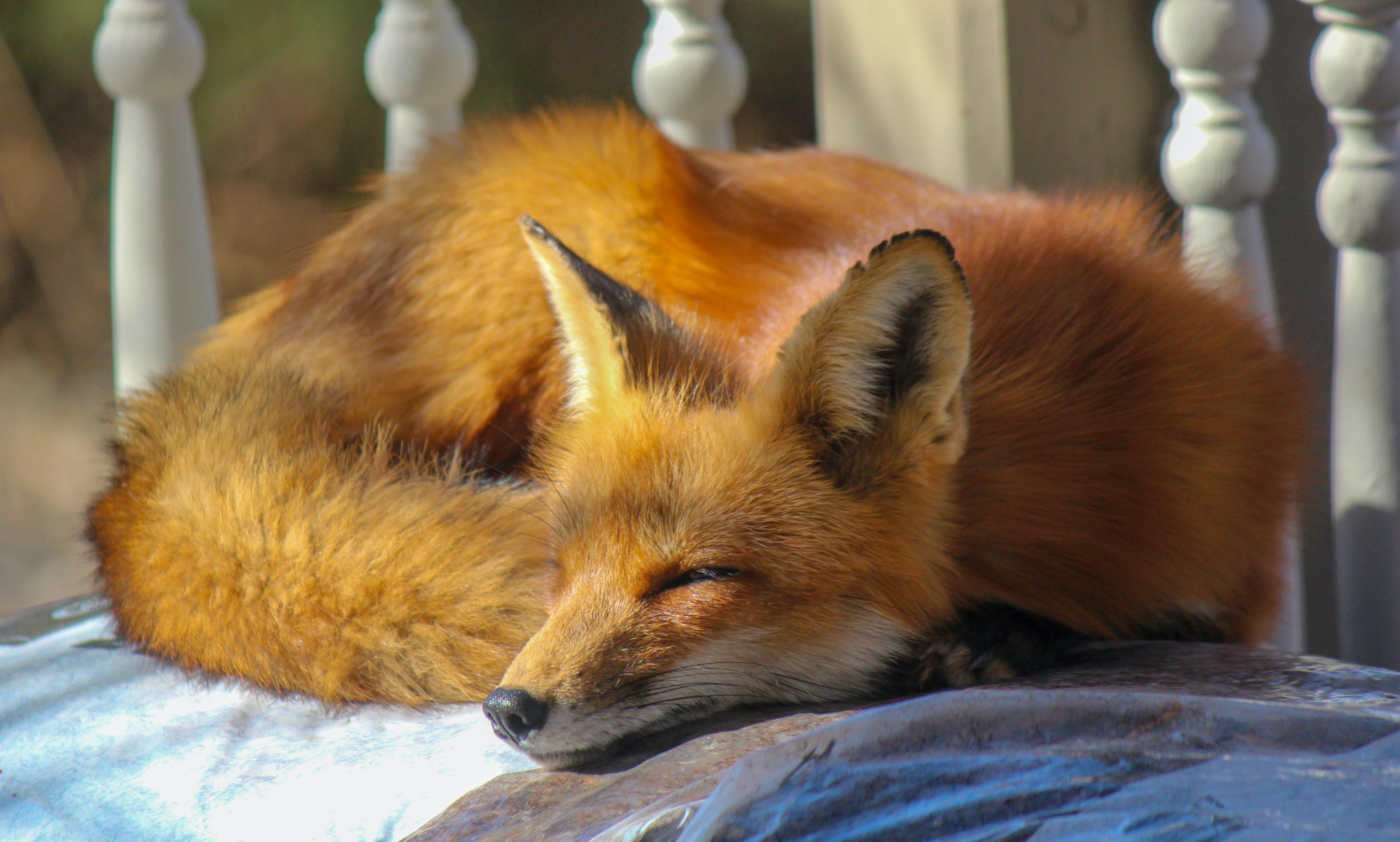 Sleeping Fox Wallpapers - Top Free Sleeping Fox Backgrounds - WallpaperAccess