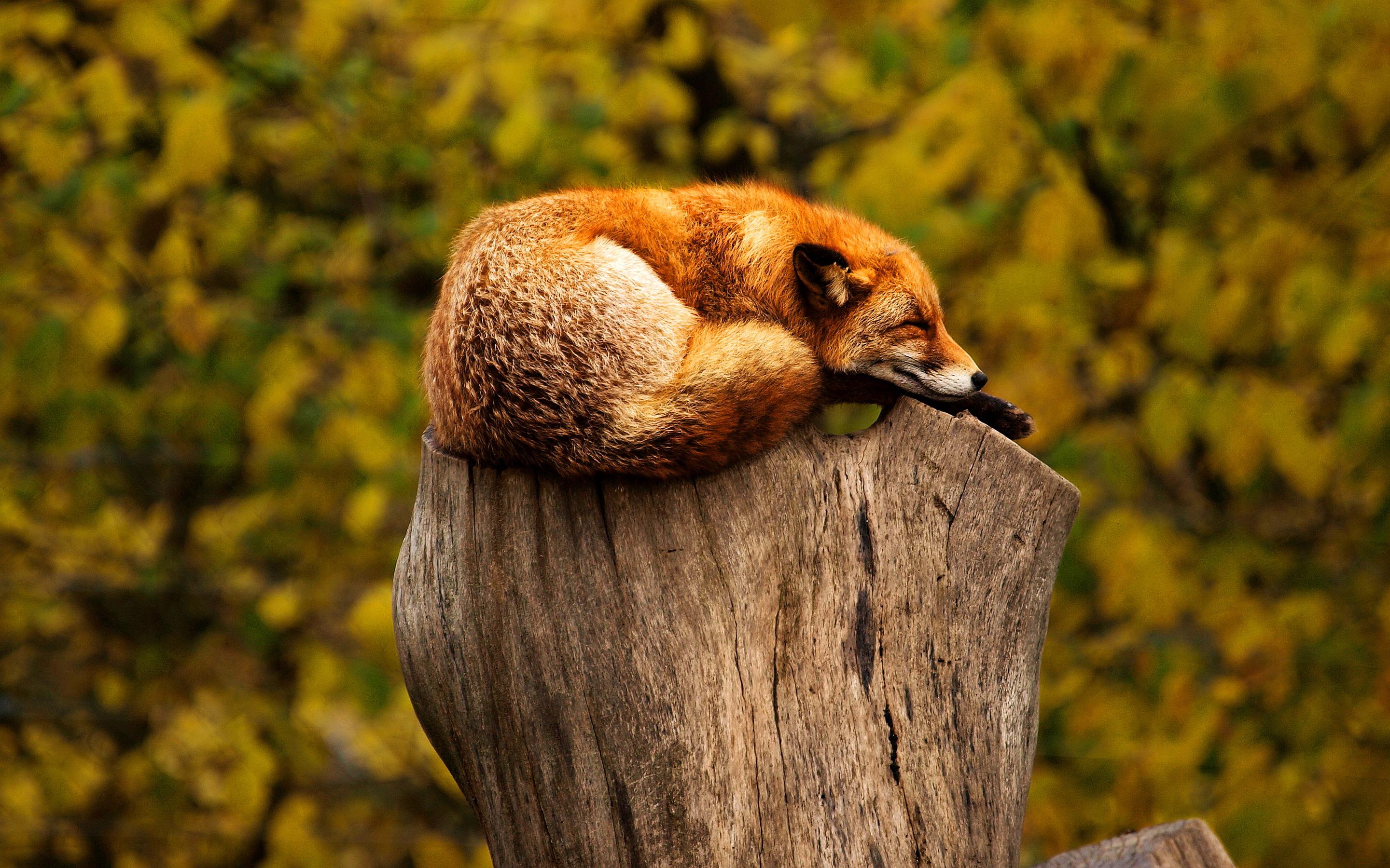 Sleeping Fox Wallpapers - Top Free Sleeping Fox Backgrounds ...