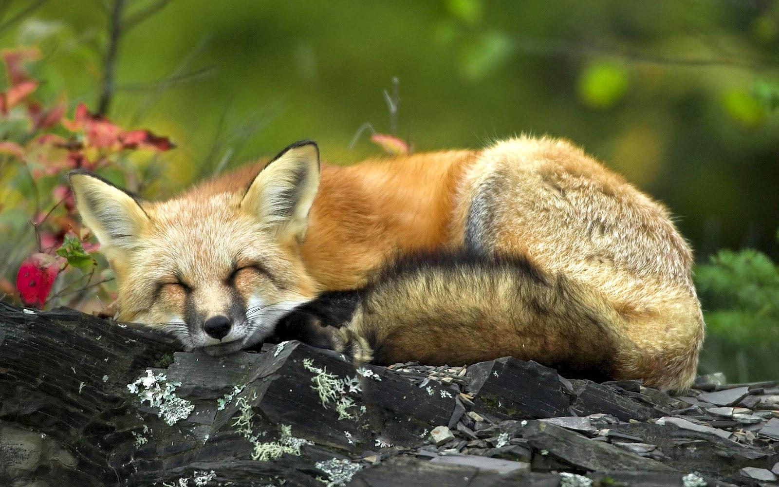 Sleeping Fox Wallpapers - Top Free Sleeping Fox Backgrounds ...