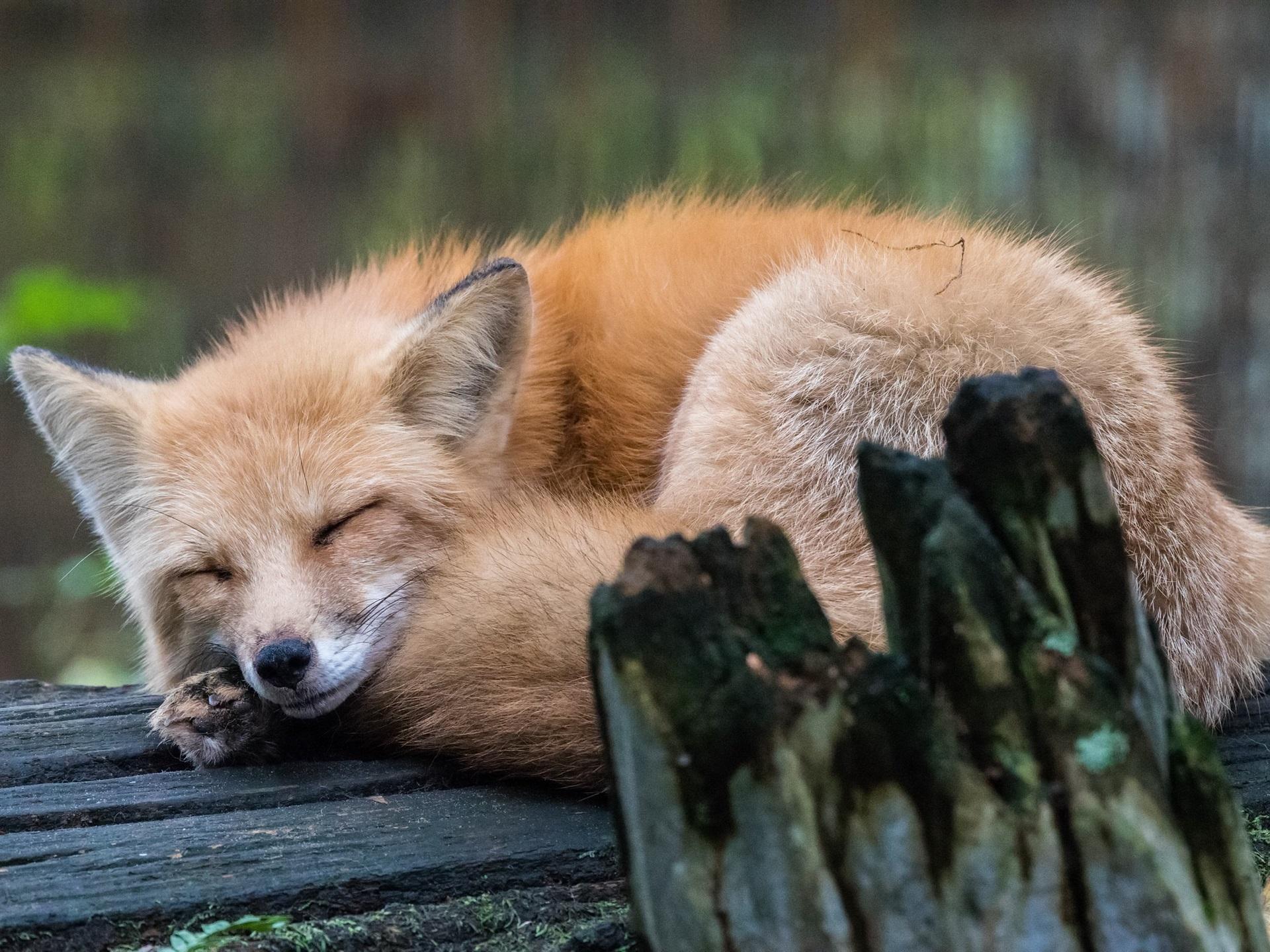 Sleeping Fox Wallpapers - Top Free Sleeping Fox Backgrounds ...