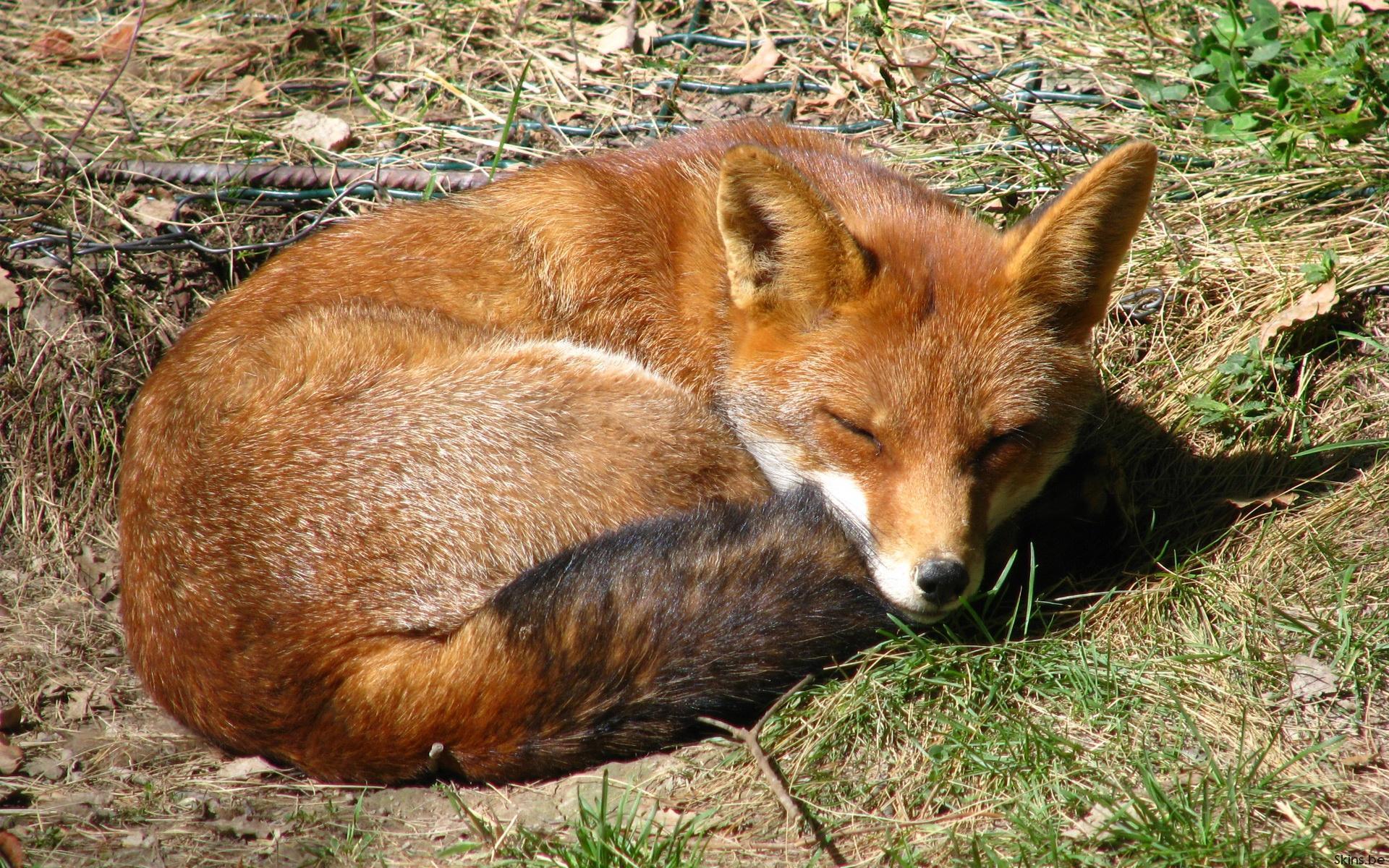 Sleeping Fox Wallpapers - Top Free Sleeping Fox Backgrounds ...