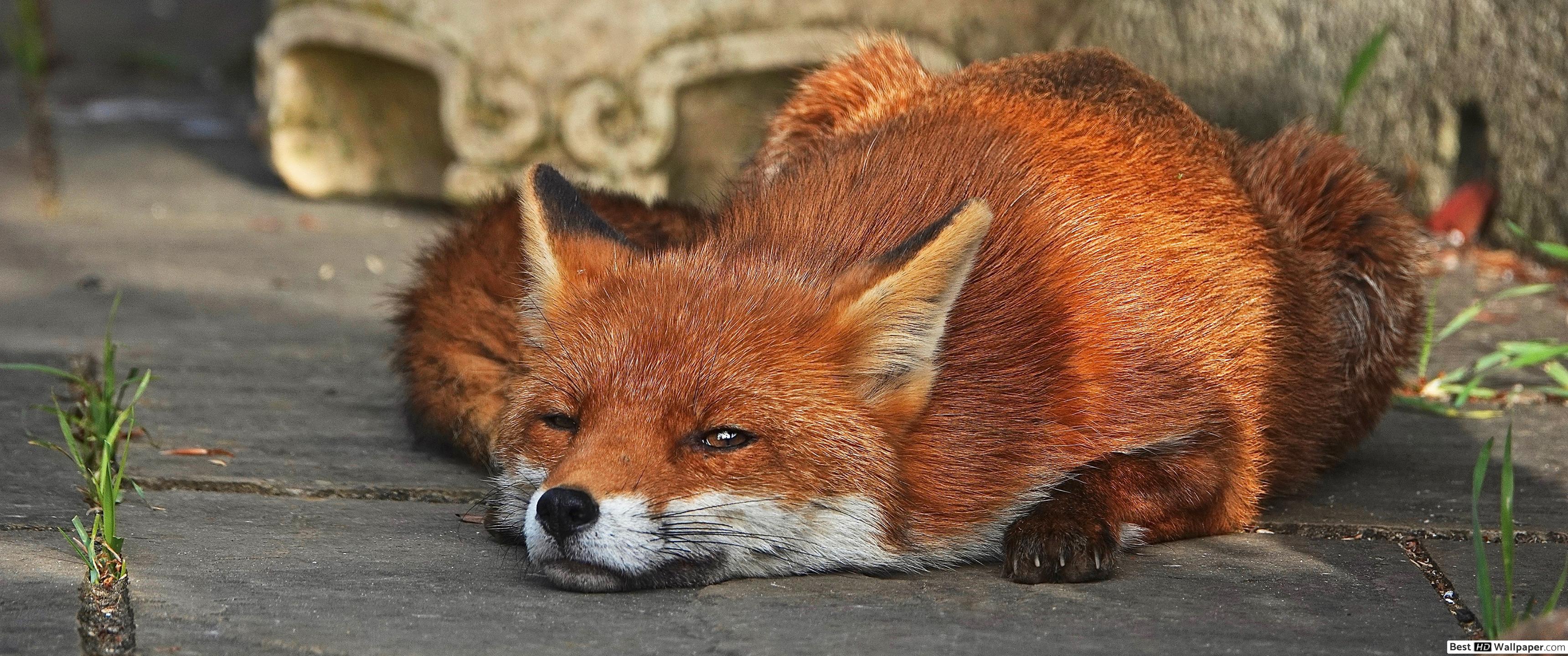 Sleeping Fox Wallpapers - Top Free Sleeping Fox Backgrounds ...