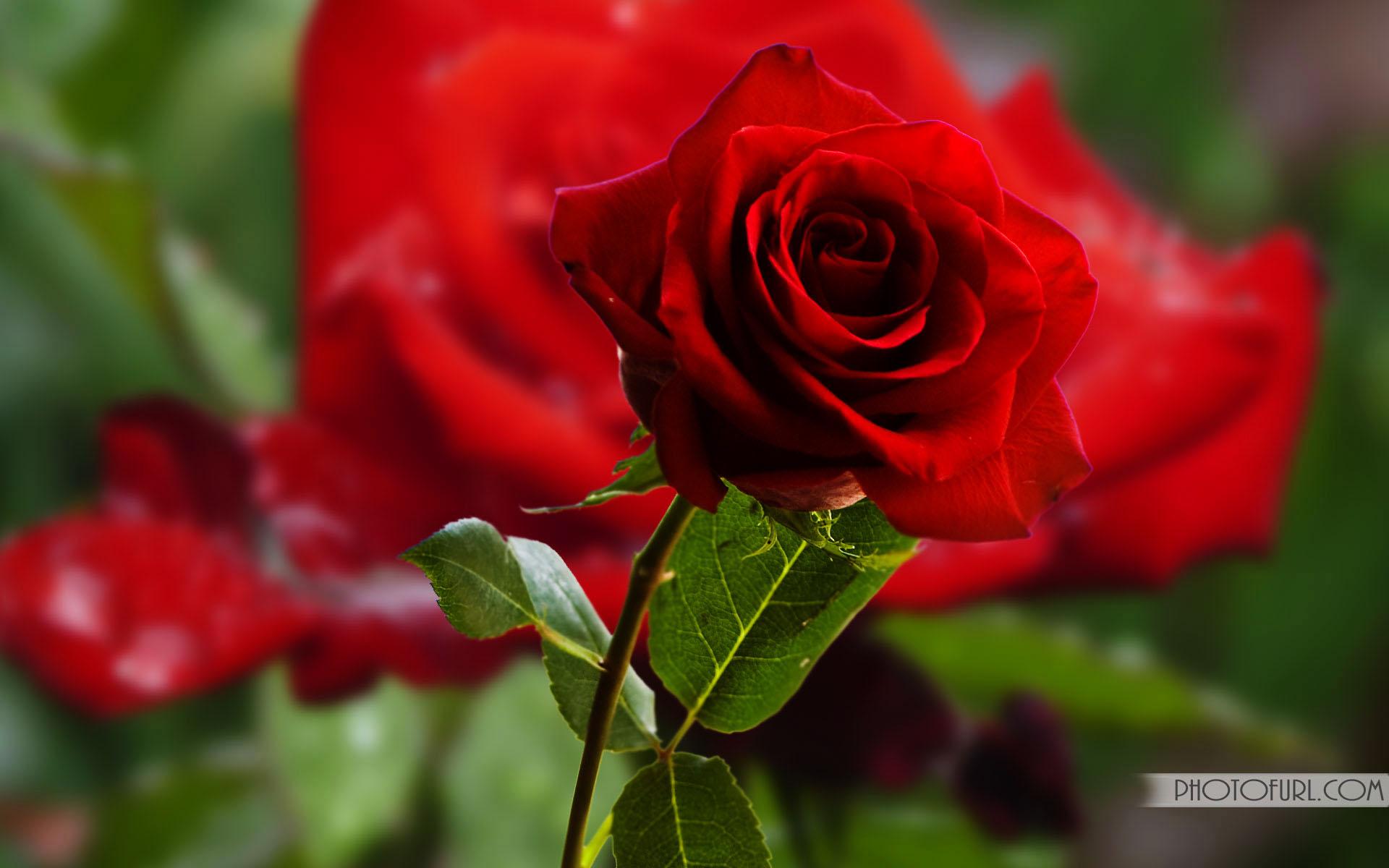 Paris Red Flowers Laptop Wallpapers - Top Free Paris Red Flowers Laptop ...