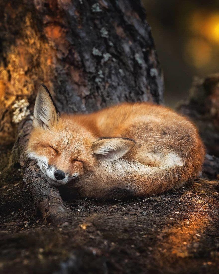 Sleeping Fox Wallpapers - Top Free Sleeping Fox Backgrounds ...