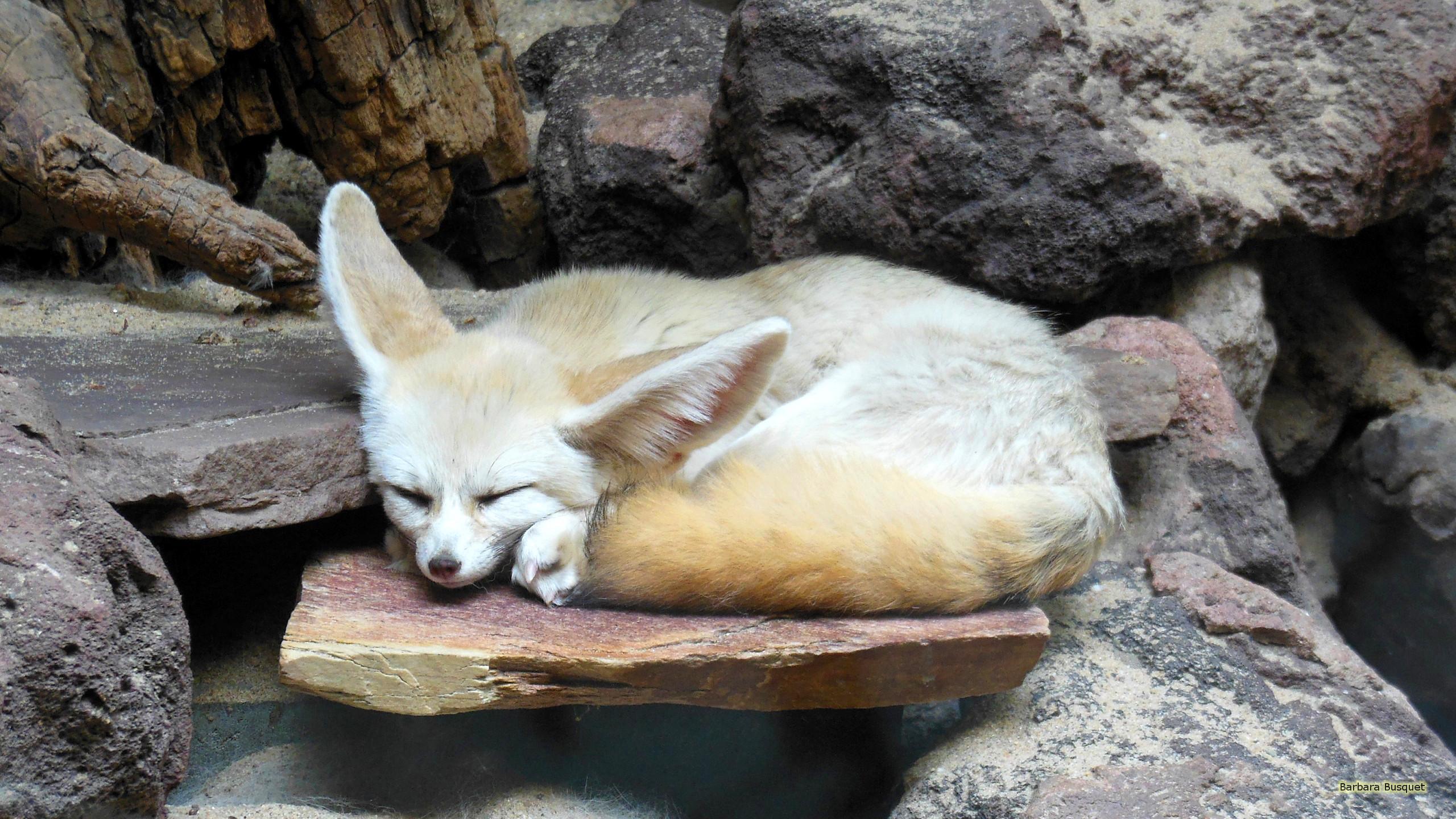 Sleeping Fox Wallpapers - Top Free Sleeping Fox Backgrounds ...