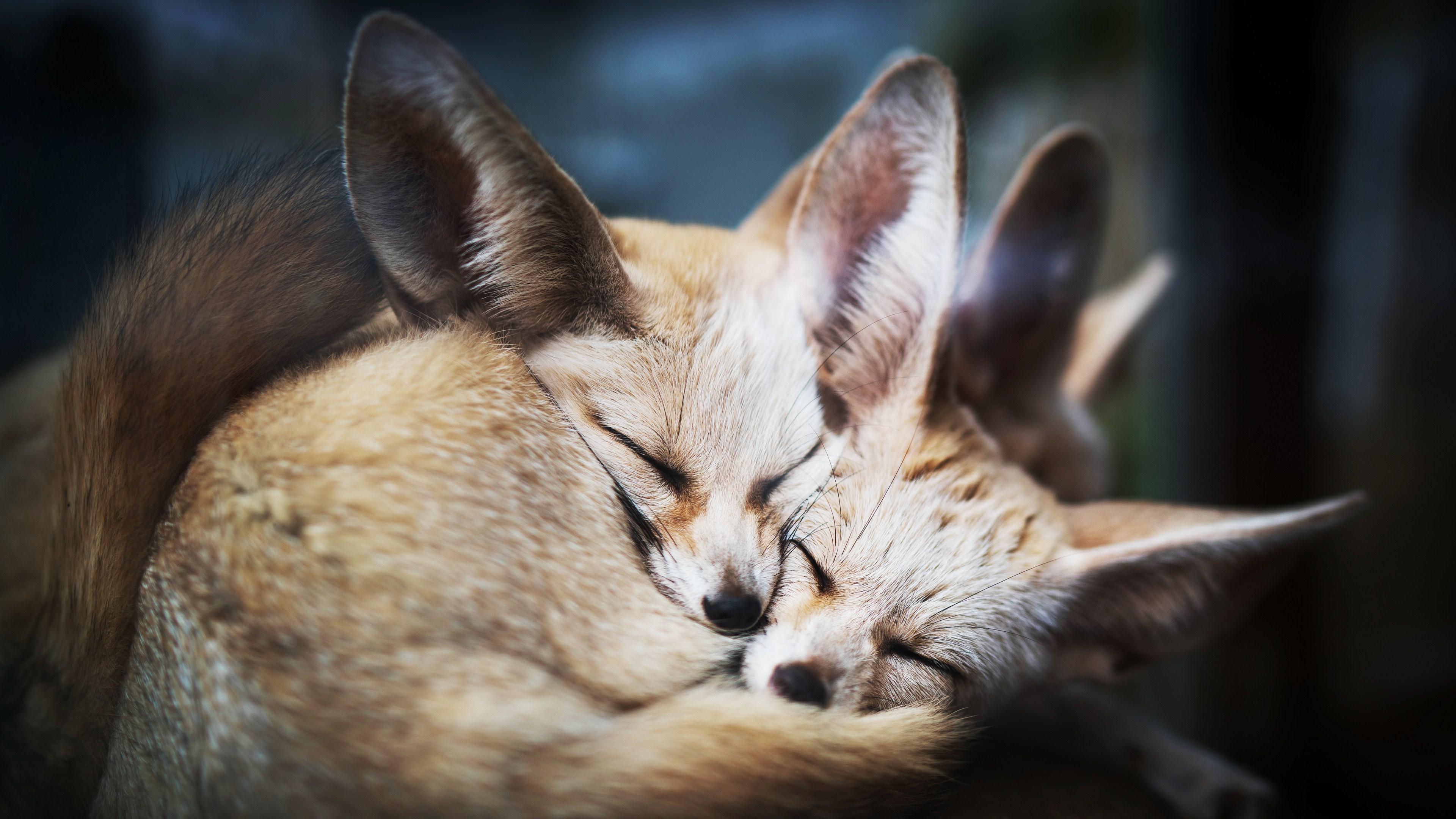 Sleeping Fox Wallpapers - Top Free Sleeping Fox Backgrounds ...