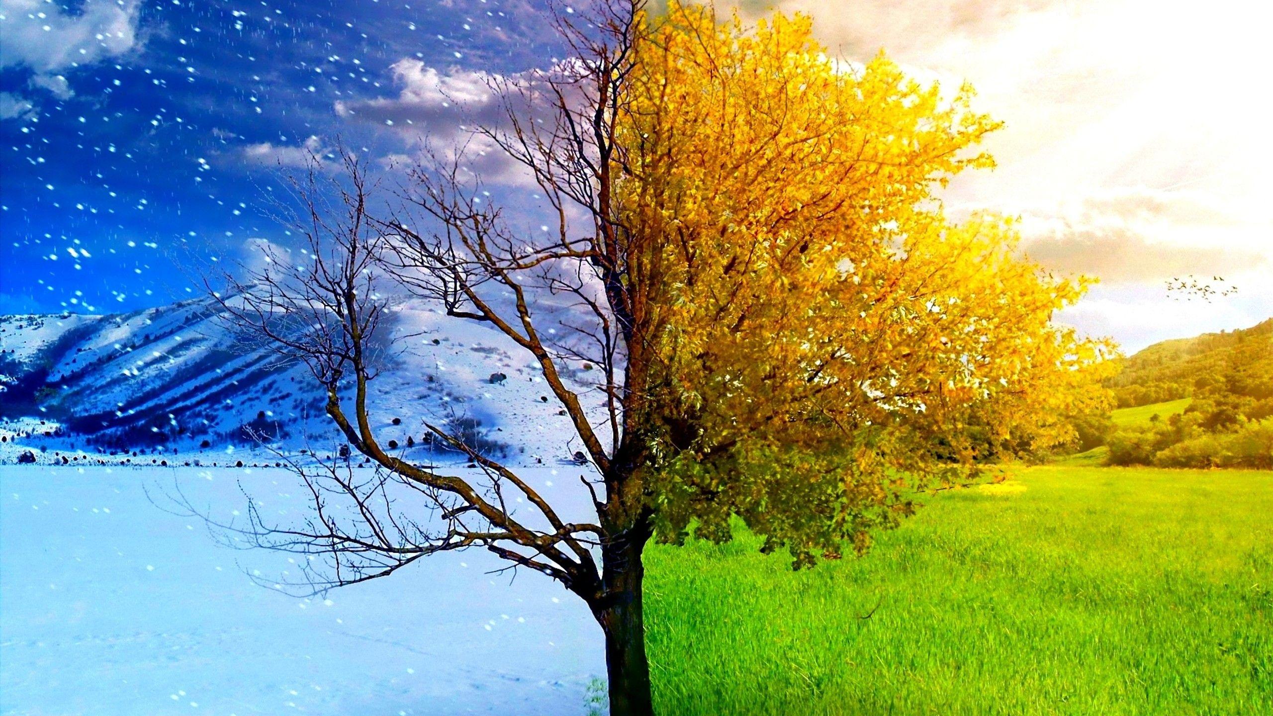 4 Seasons Wallpapers - Top Free 4 Seasons Backgrounds - WallpaperAccess
