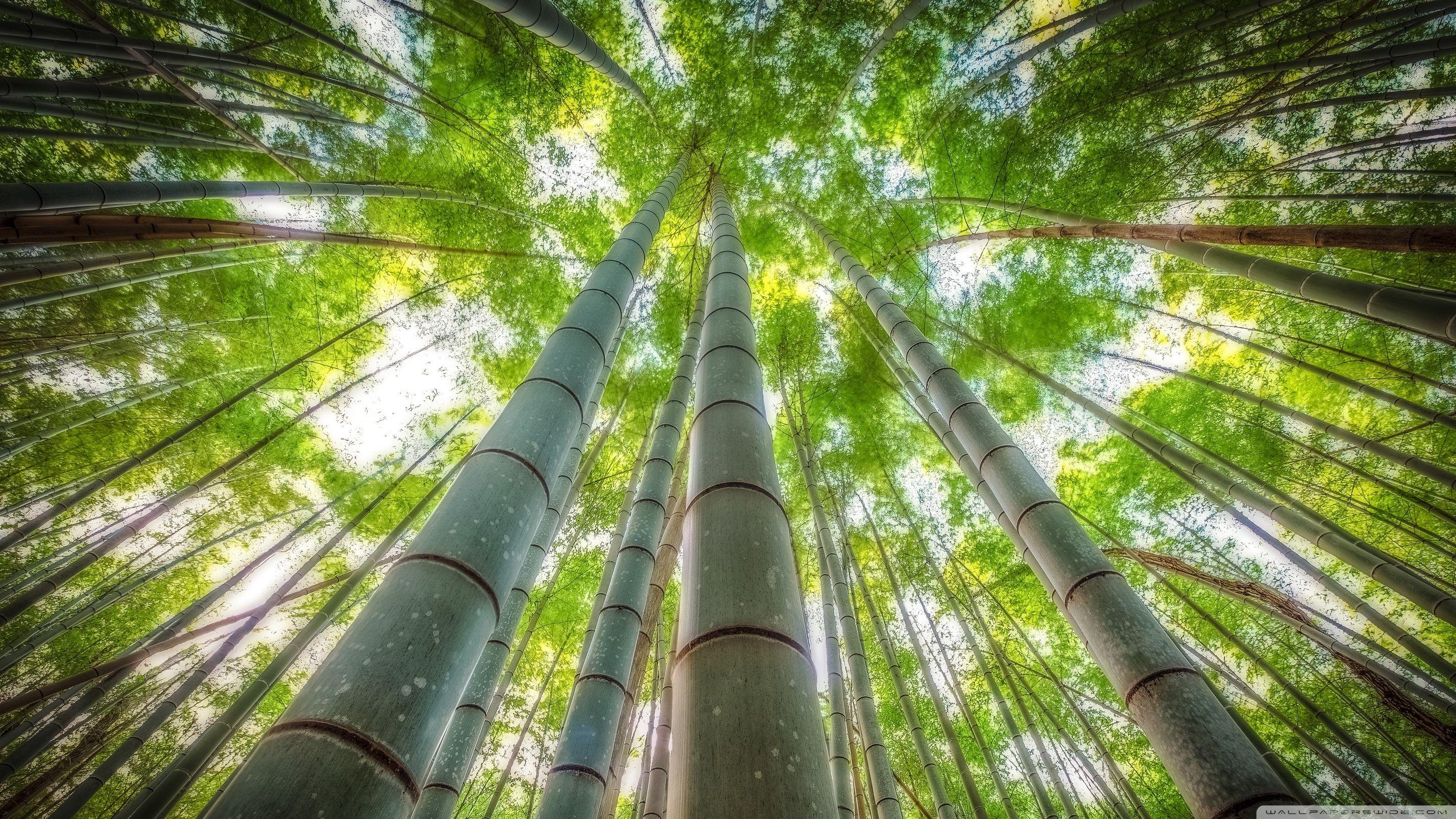 Bamboo Forest Desktop Wallpapers - Top Free Bamboo Forest Desktop ...