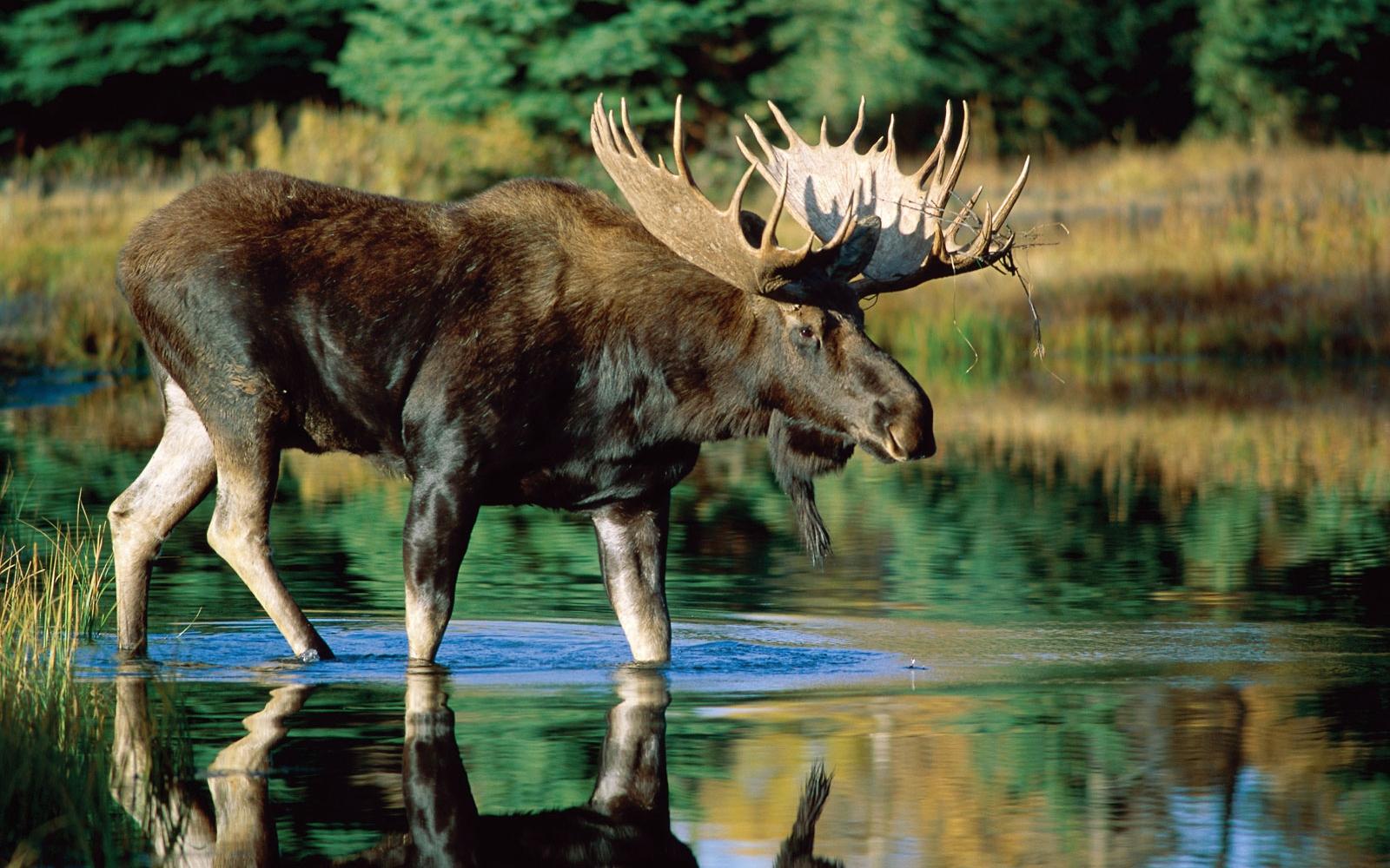 Christmas Moose Wallpapers - Top Free Christmas Moose Backgrounds ...