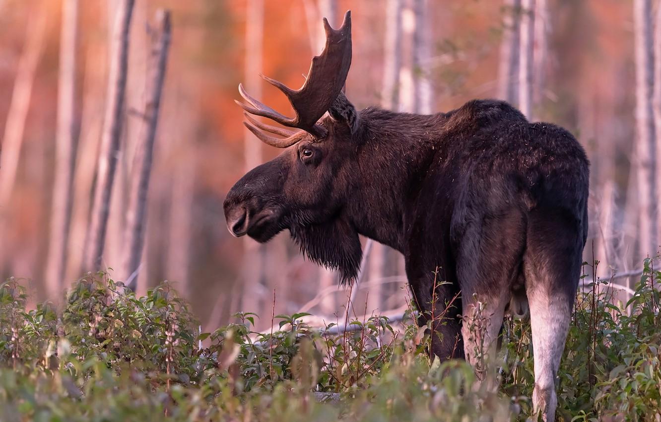 Christmas Moose Wallpapers - Top Free Christmas Moose Backgrounds ...