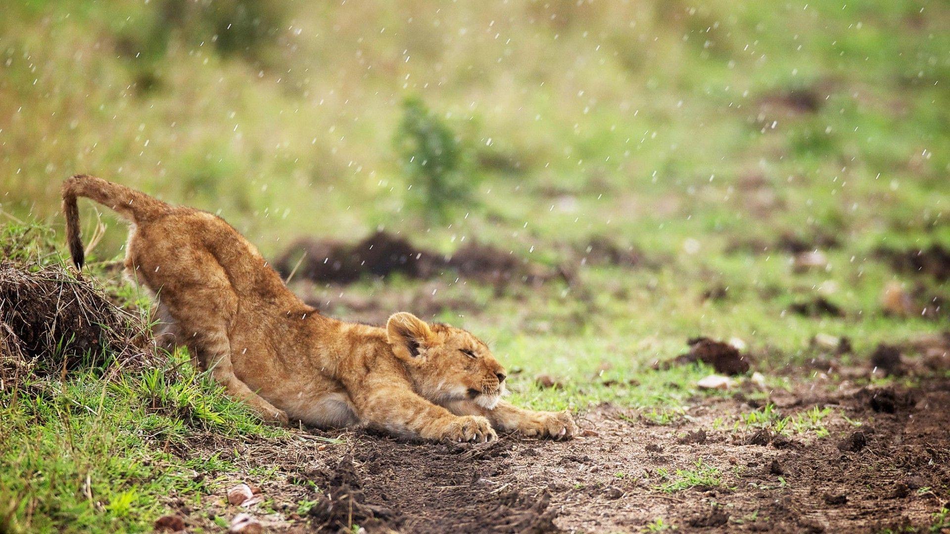 Animals Rain Wallpapers - Top Free Animals Rain Backgrounds ...
