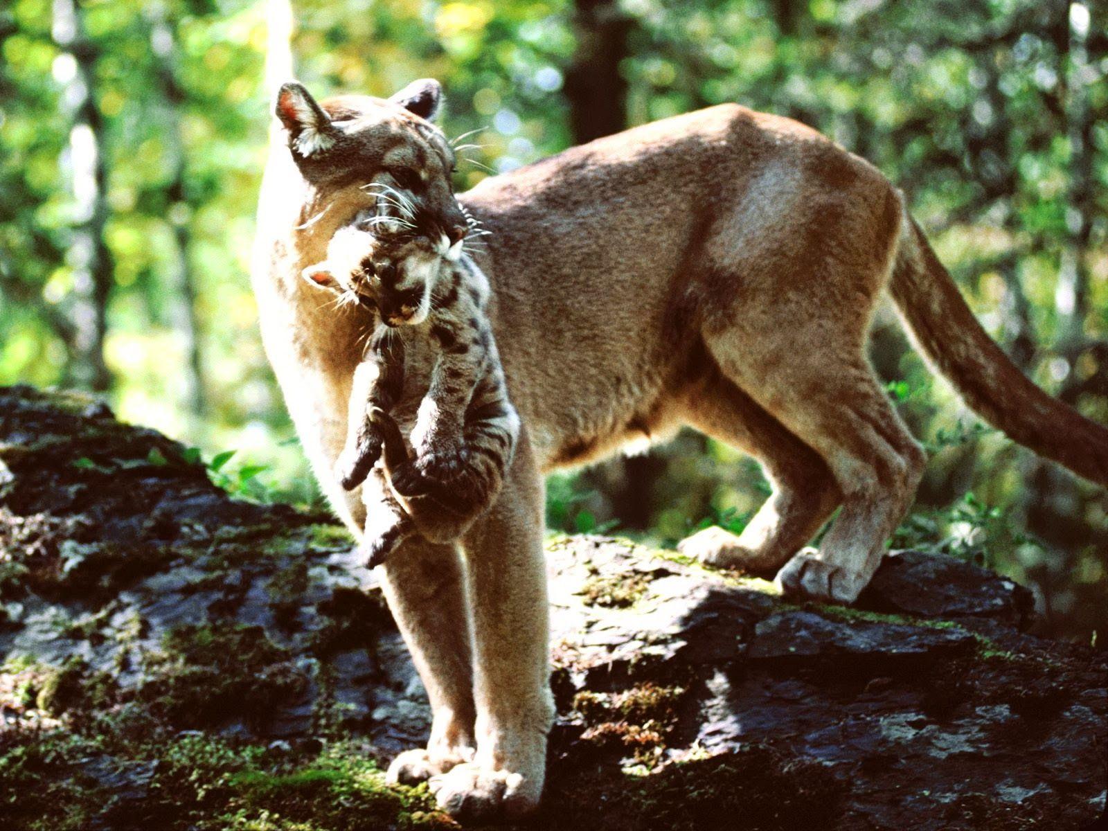 Rain Animal Wallpapers - Top Free Rain Animal Backgrounds - WallpaperAccess