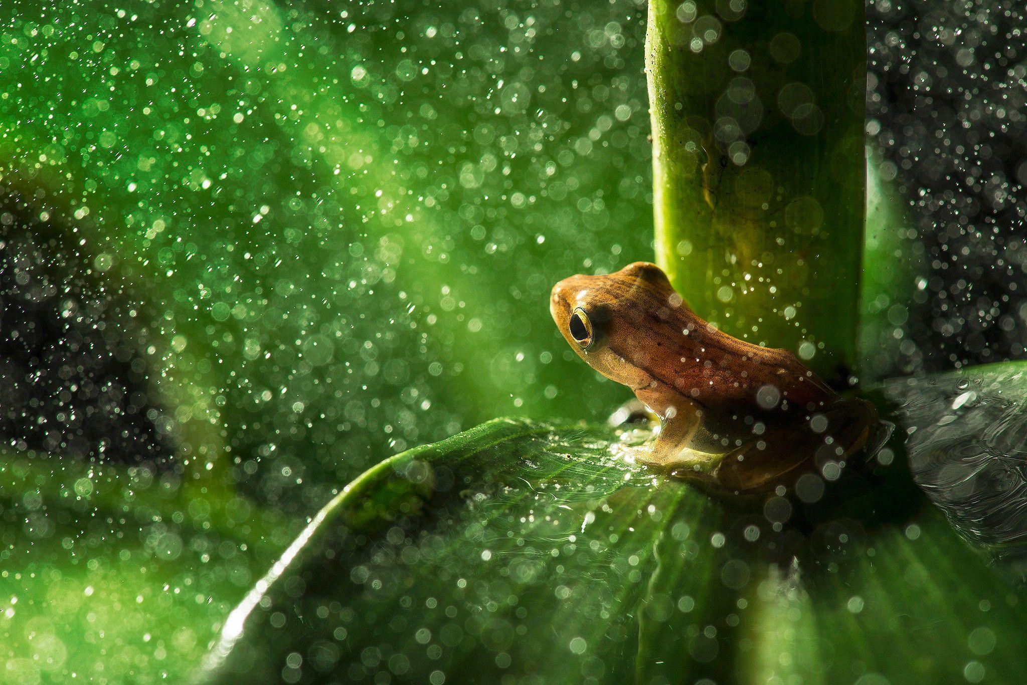 Animals Rain Wallpapers - Top Free Animals Rain Backgrounds ...