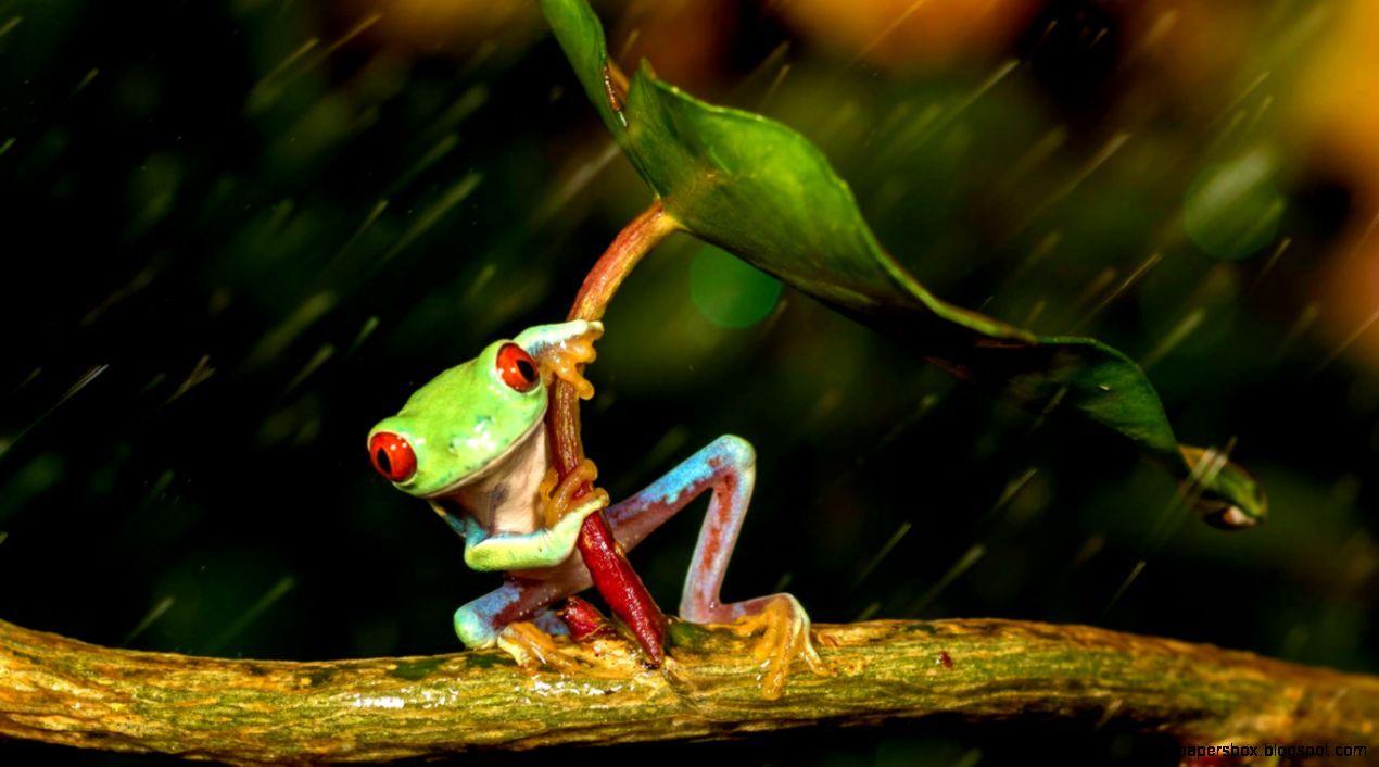 Rain Animal Wallpapers - Top Free Rain Animal Backgrounds - WallpaperAccess